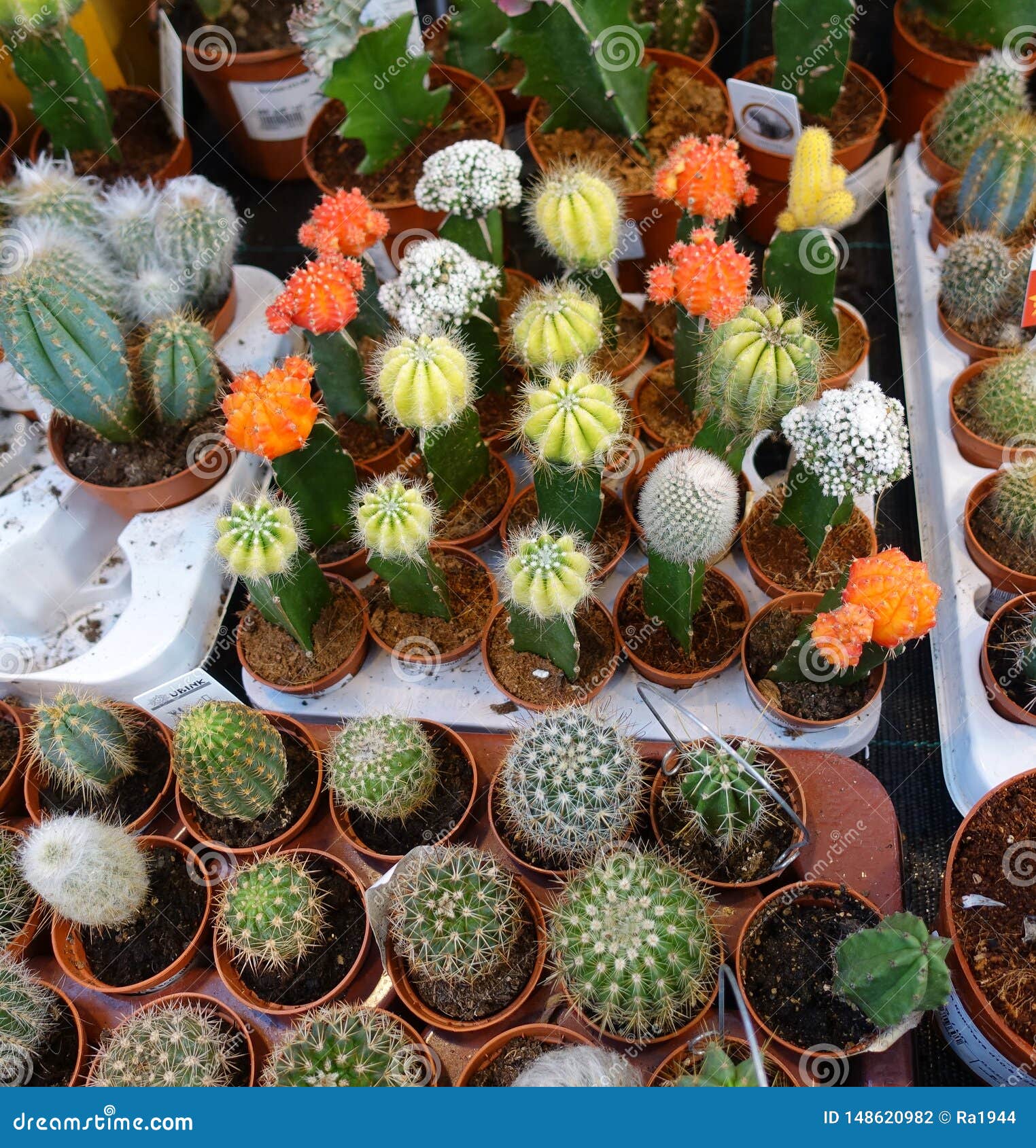 Small Cactus in the Cactus Shop, Collection of Small Cactus Stock Photo ...