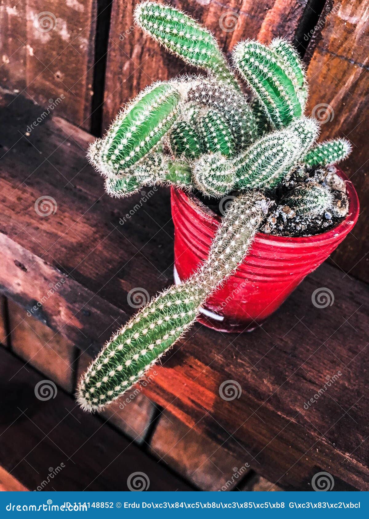 Small cactus stock photo. Image of small, wait, green - 114148852