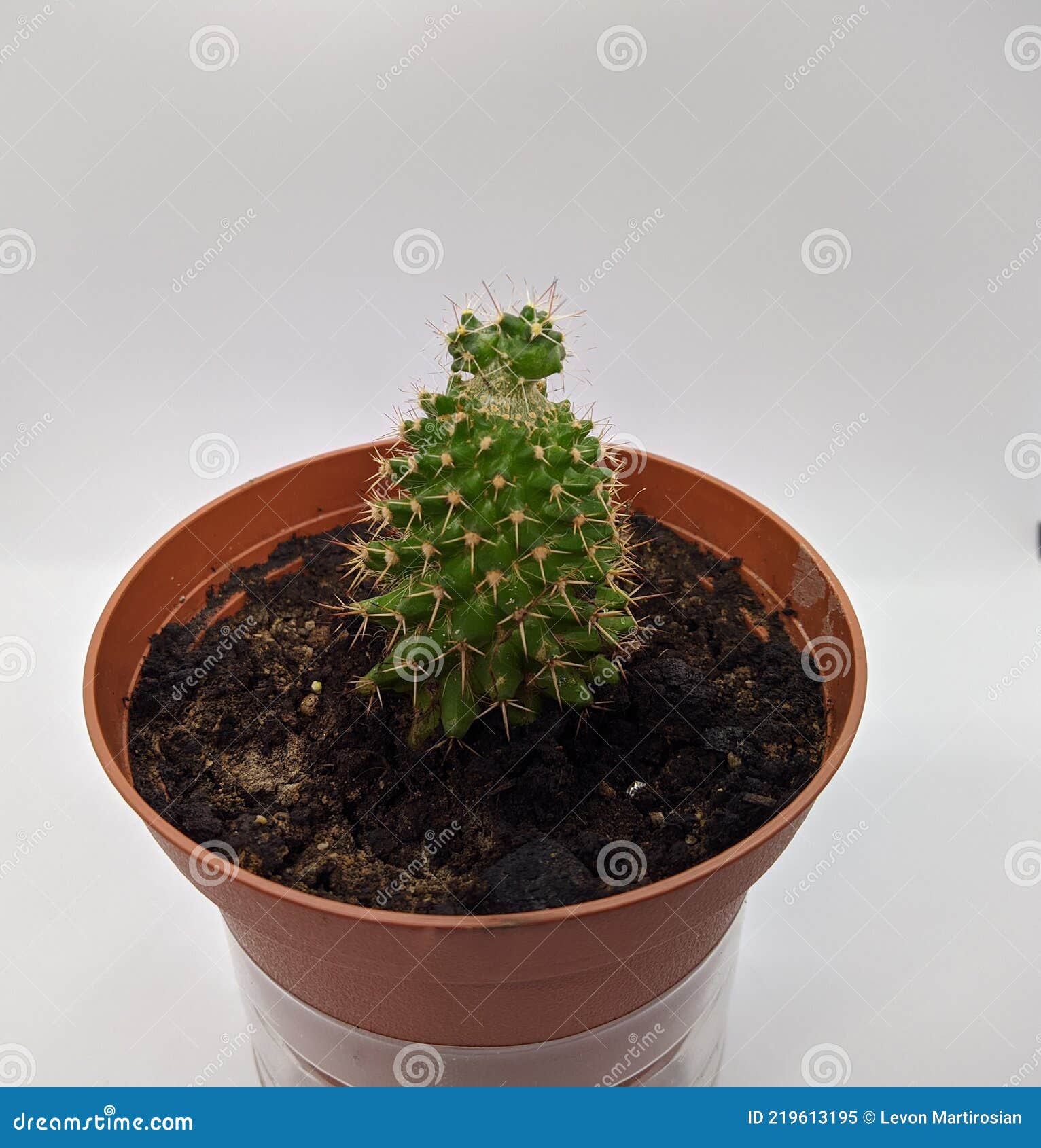 Small Cactus. Small Cactus on a White Background Side View Stock Image ...