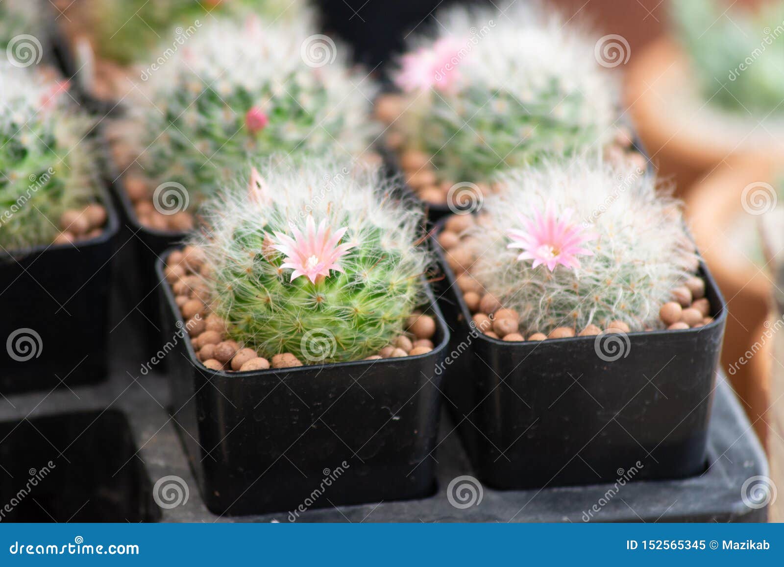 Small cactus stock image. Image of inside, cactus, flora - 152565345