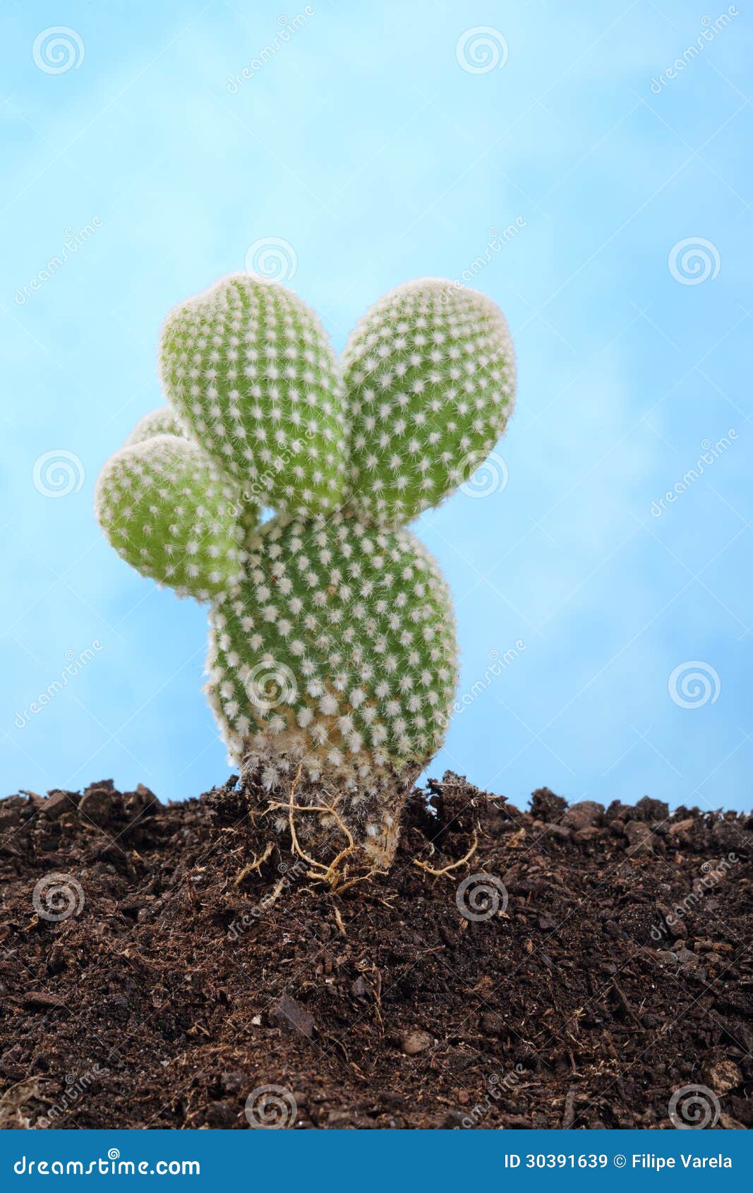 Small cactus stock image. Image of natural, floral, design - 30391639