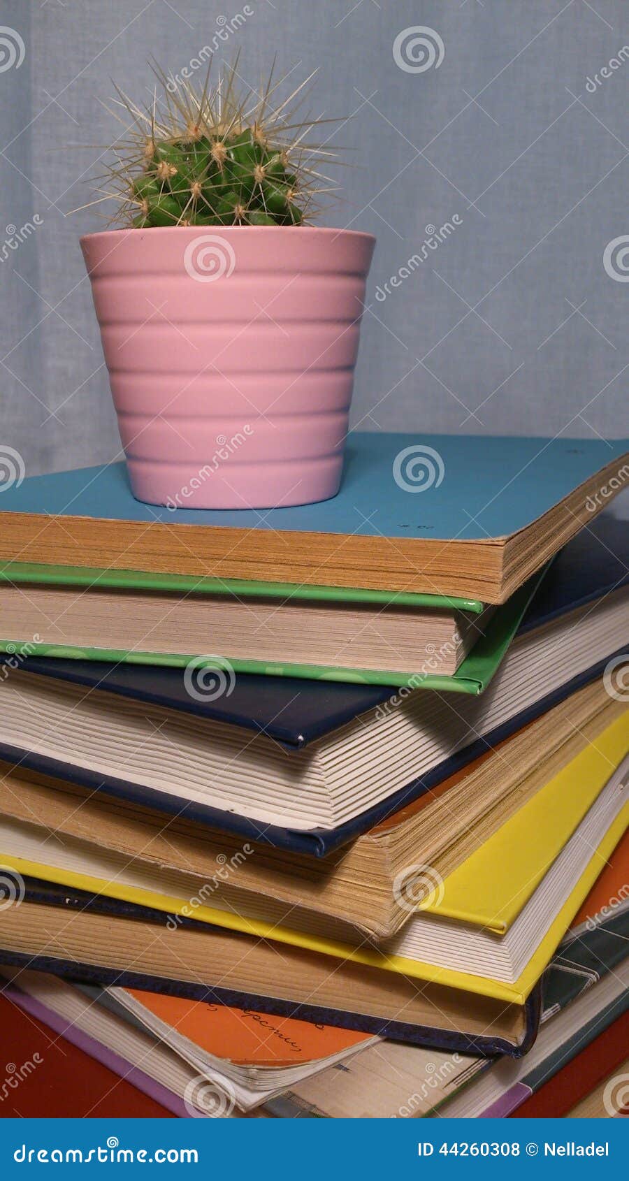 Small Cactus on Stack of Books Stock Photo - Image of standing, small ...