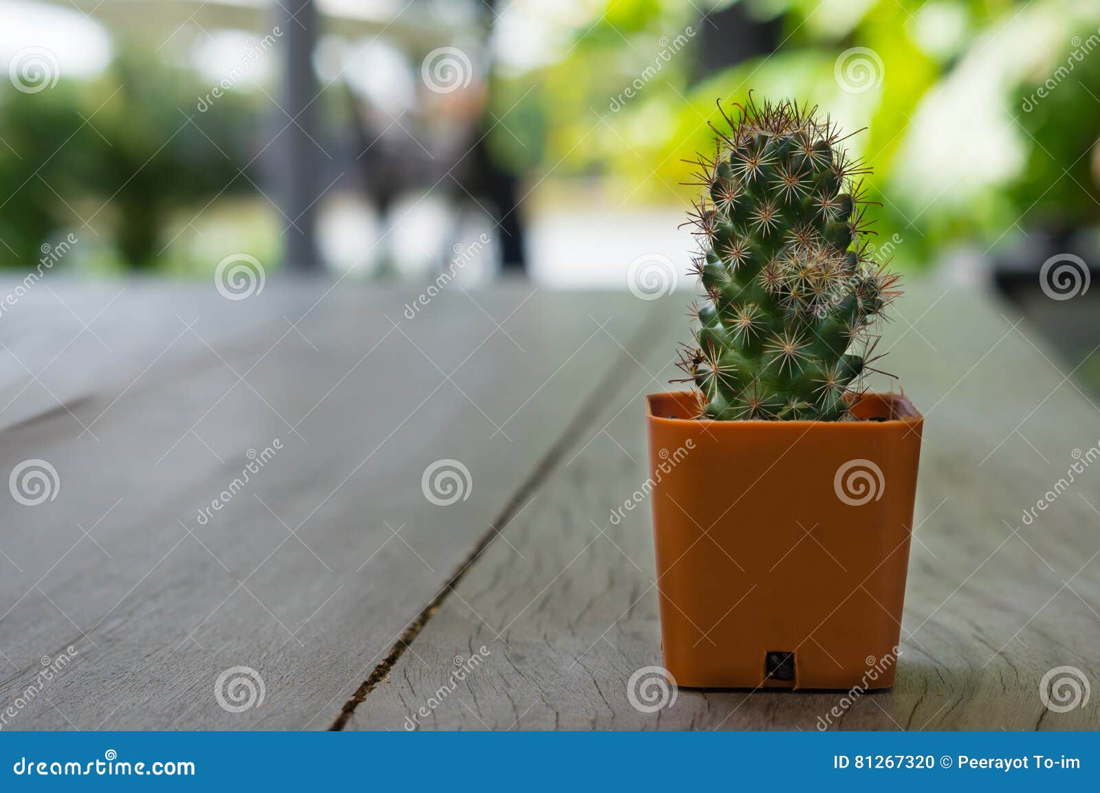 Small cactus on table. stock photo. Image of leaf, beautiful - 81267320
