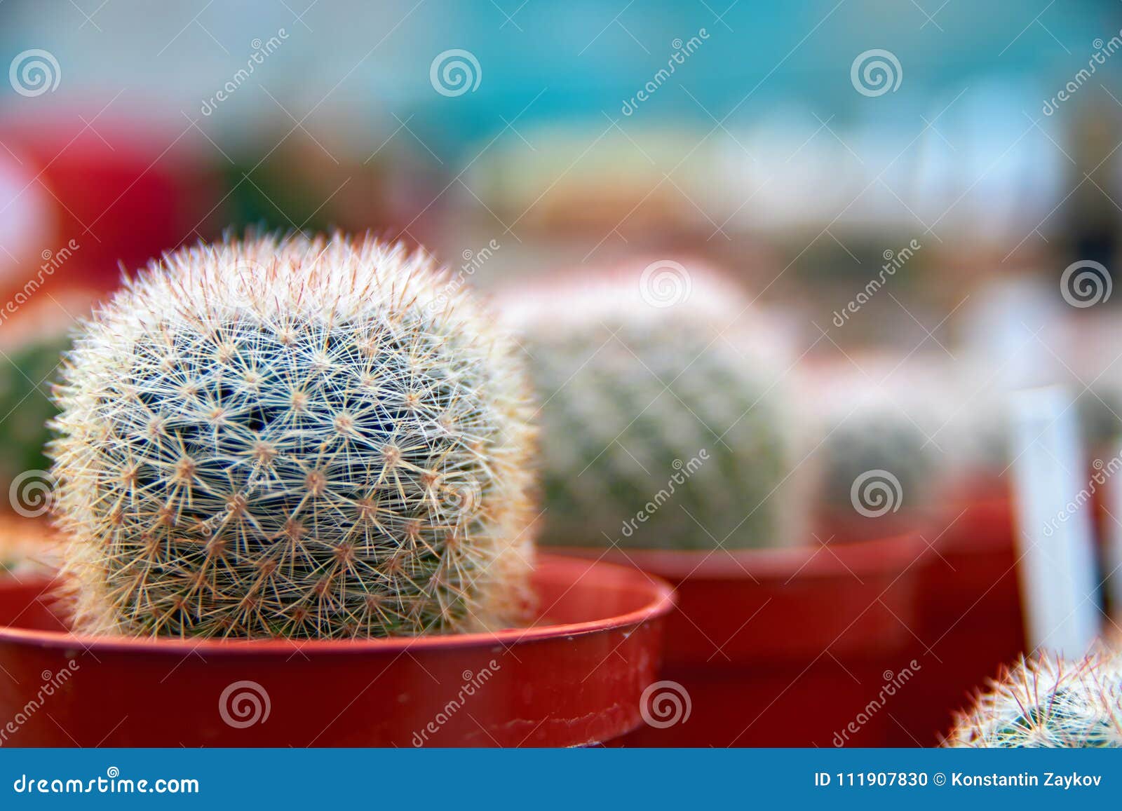 Small Cactus with Thick White Spines. Copy Space. Blurred Background ...