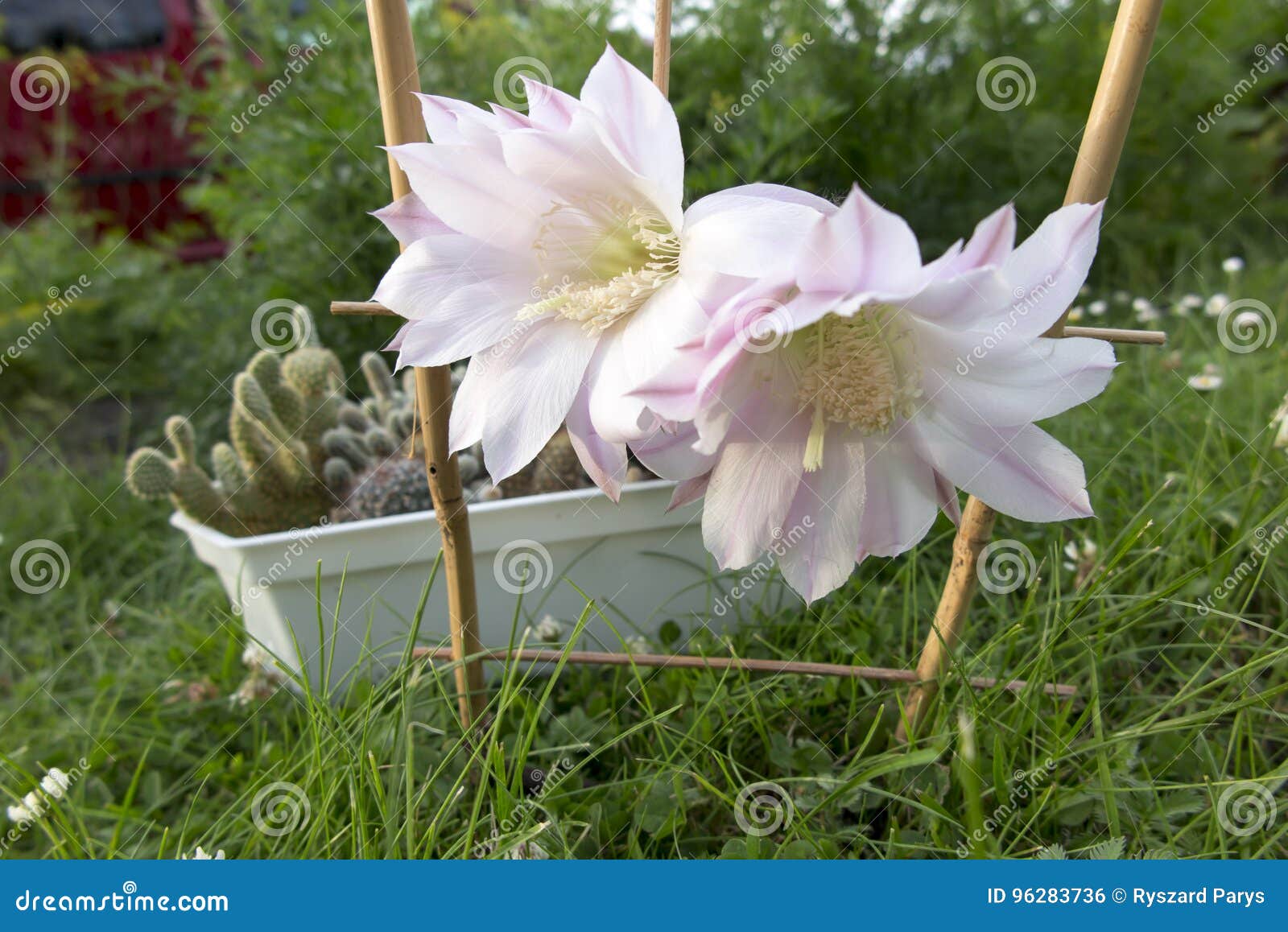 Small Cactus with Two Pink Flowers Stock Photo - Image of blooms ...