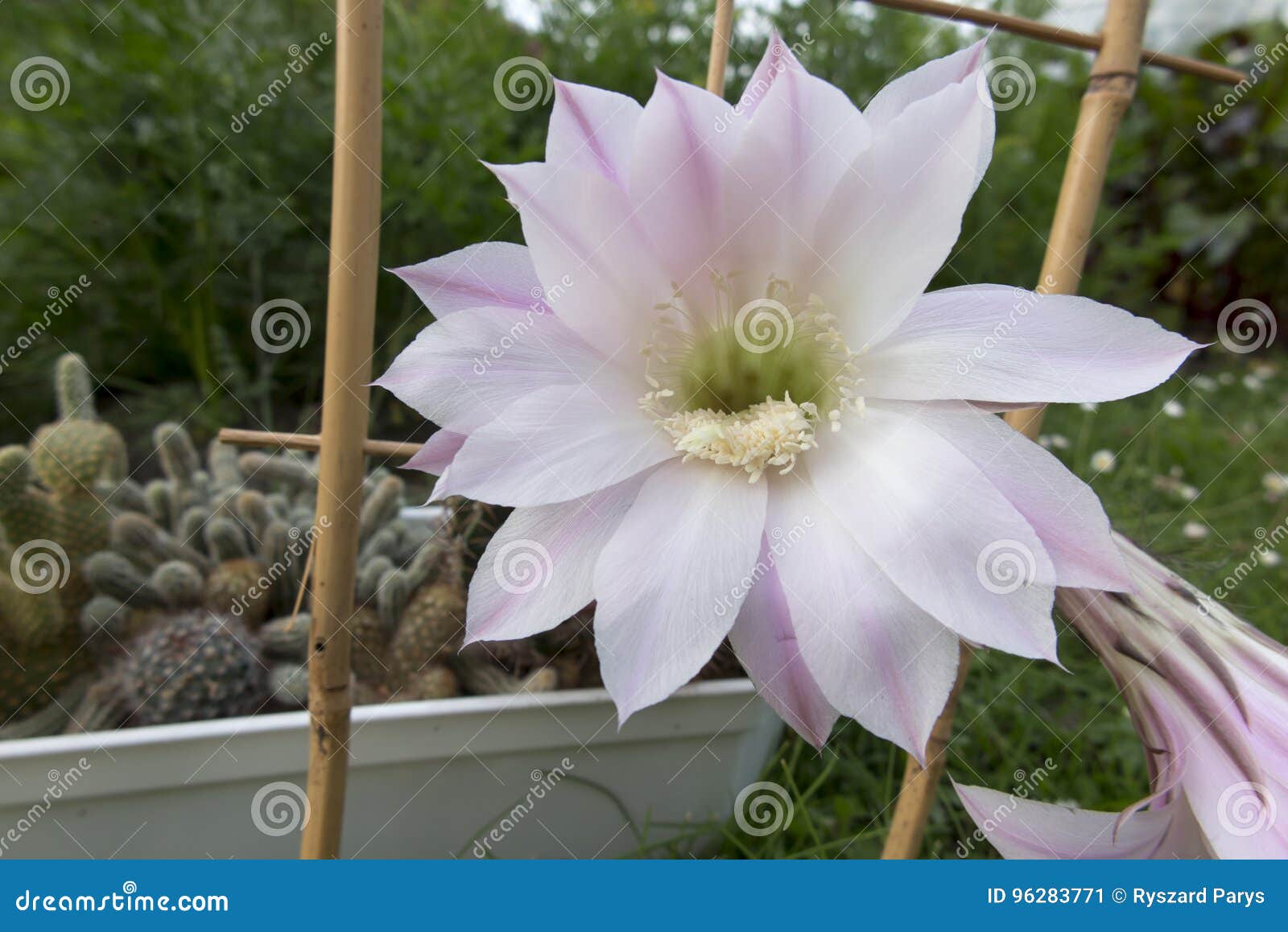 Small Cactus with Two Pink Flowers Stock Image - Image of stamen ...