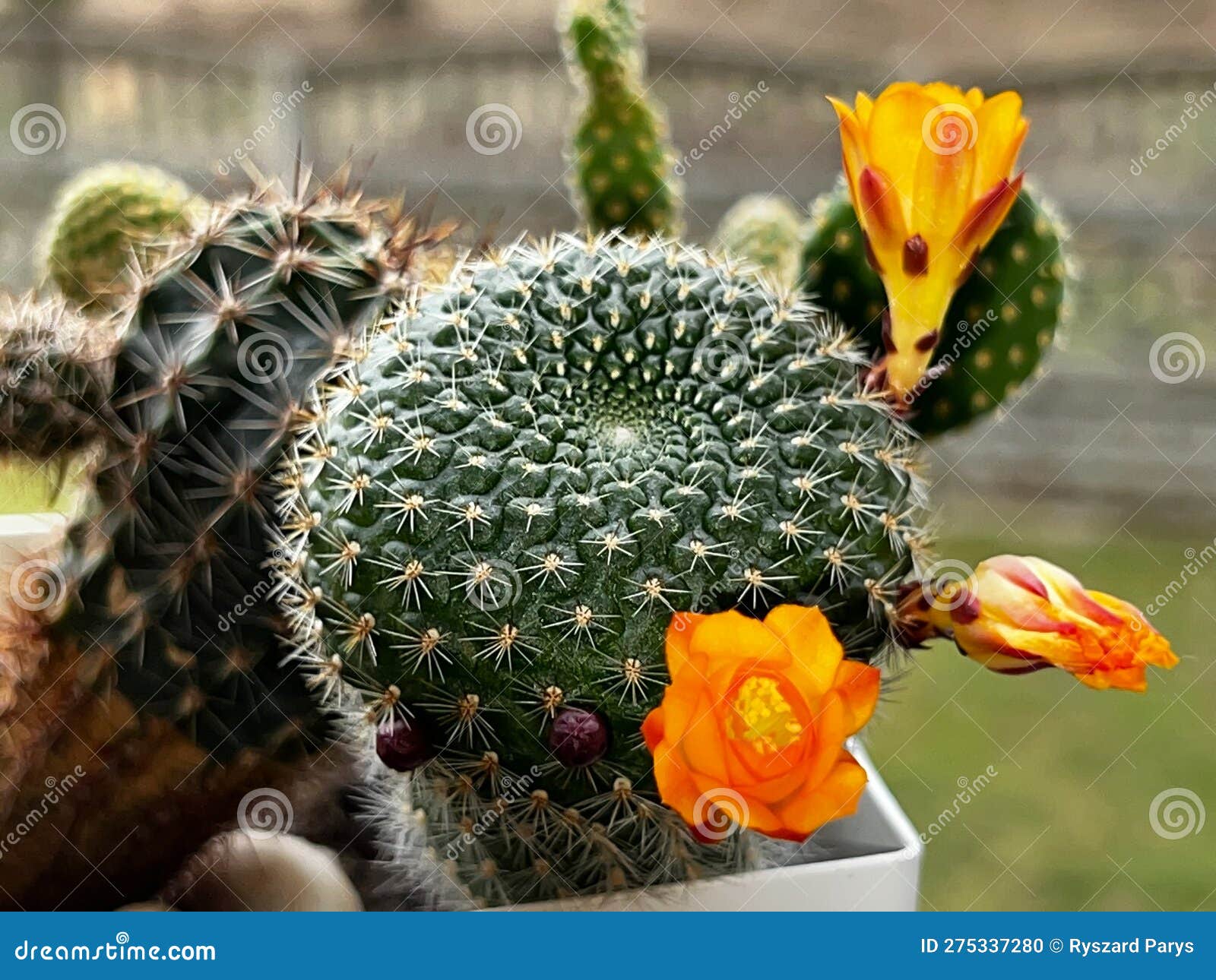 Small Cactus with Yellow Flowers Stock Photo - Image of petal, fresh ...