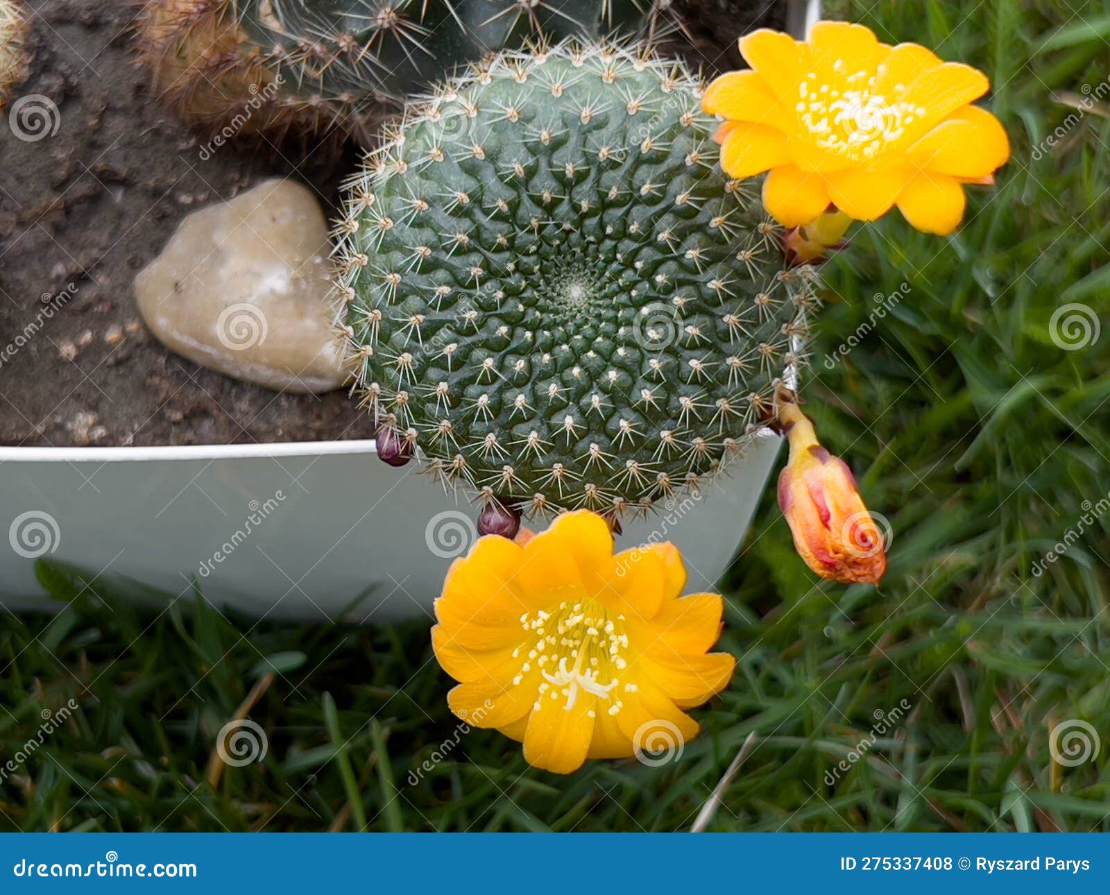 Small Cactus with Yellow Flowers Stock Photo - Image of fresh, blossom ...