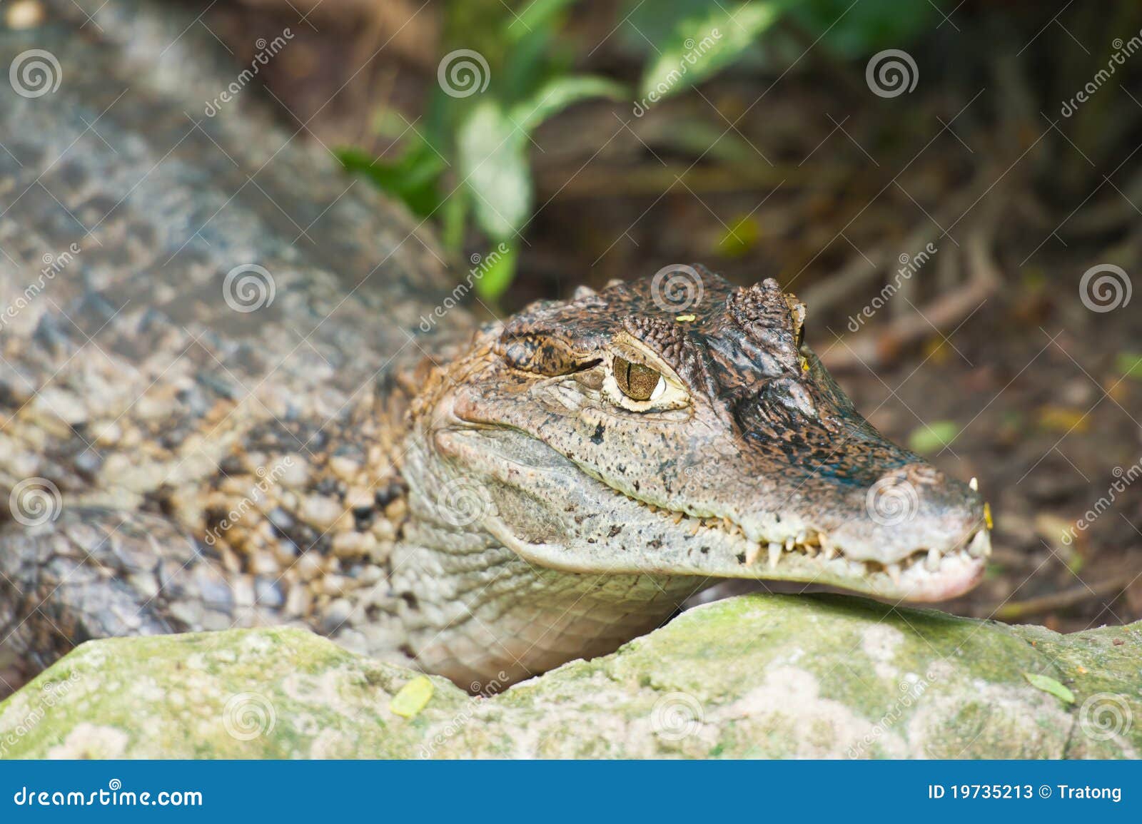 Small caiman stock image. Image of texture, nature, scale - 19735213