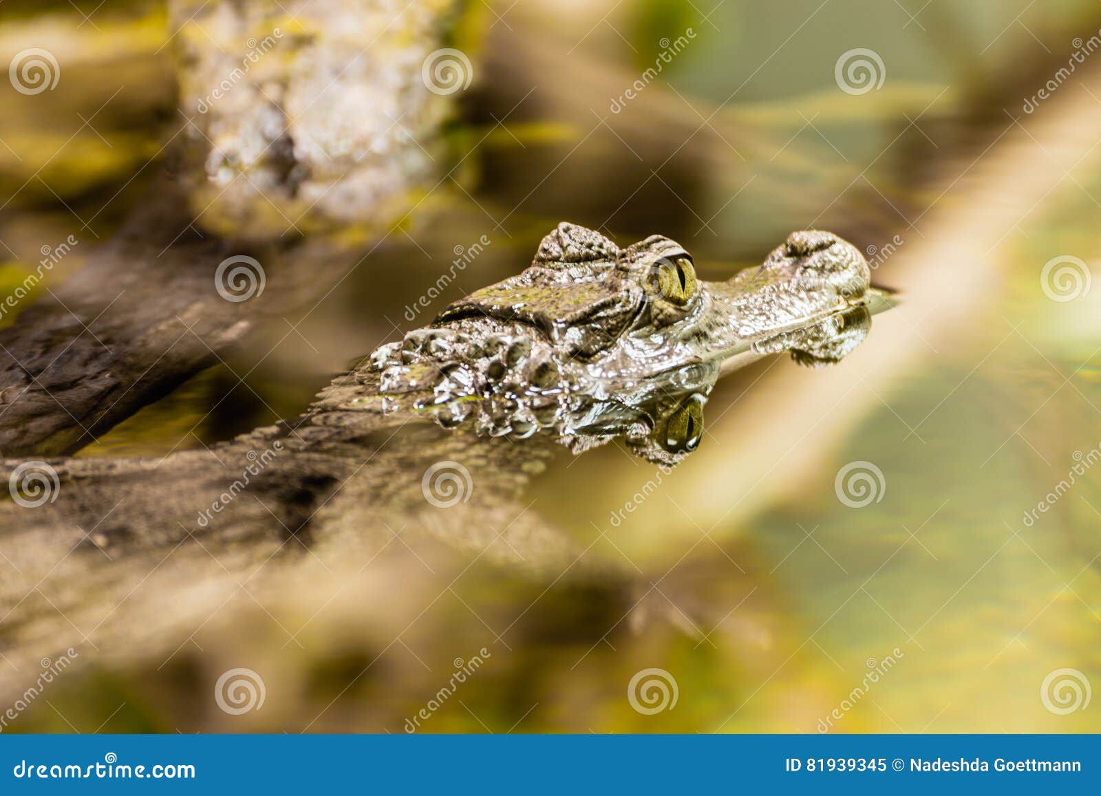 Small Caiman Crocodile in Water Stock Image - Image of caiman ...