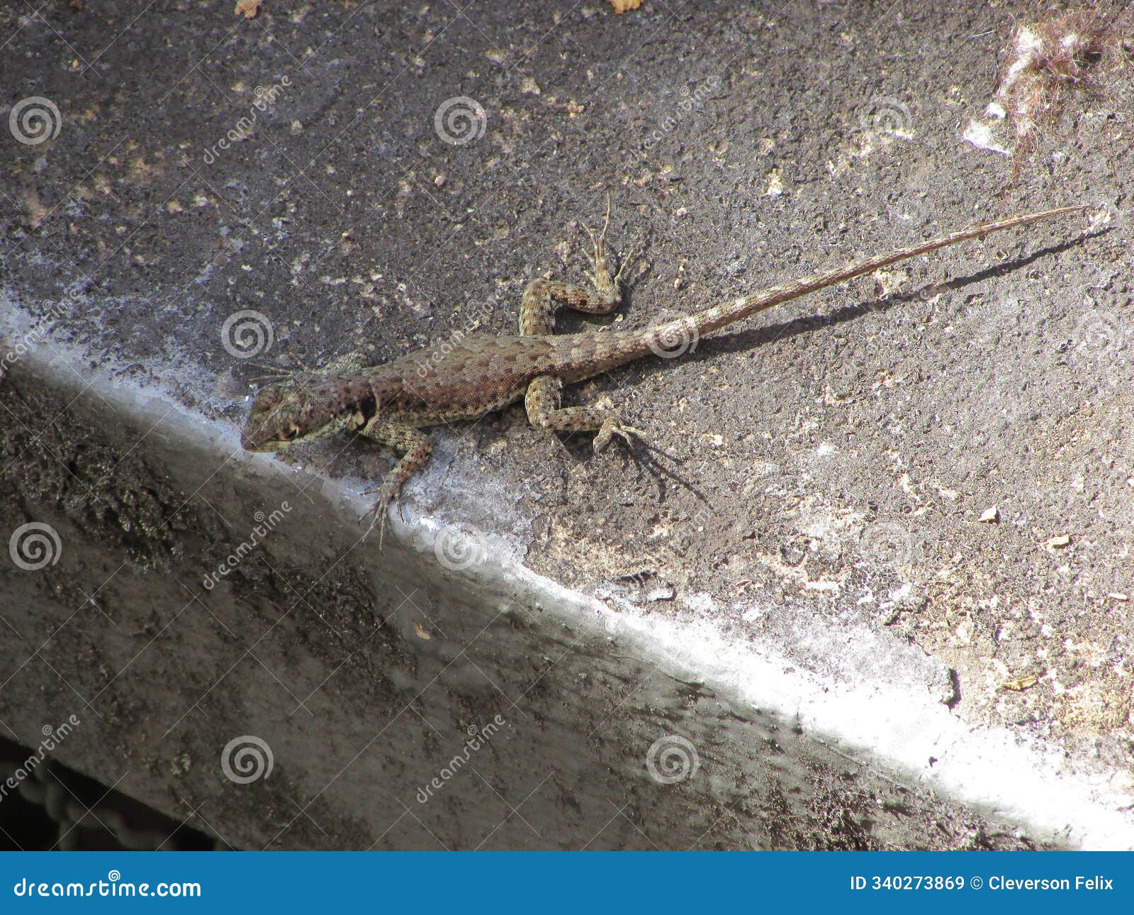 A Small Calango Lizard on the Wall Stock Image - Image of city, rock ...