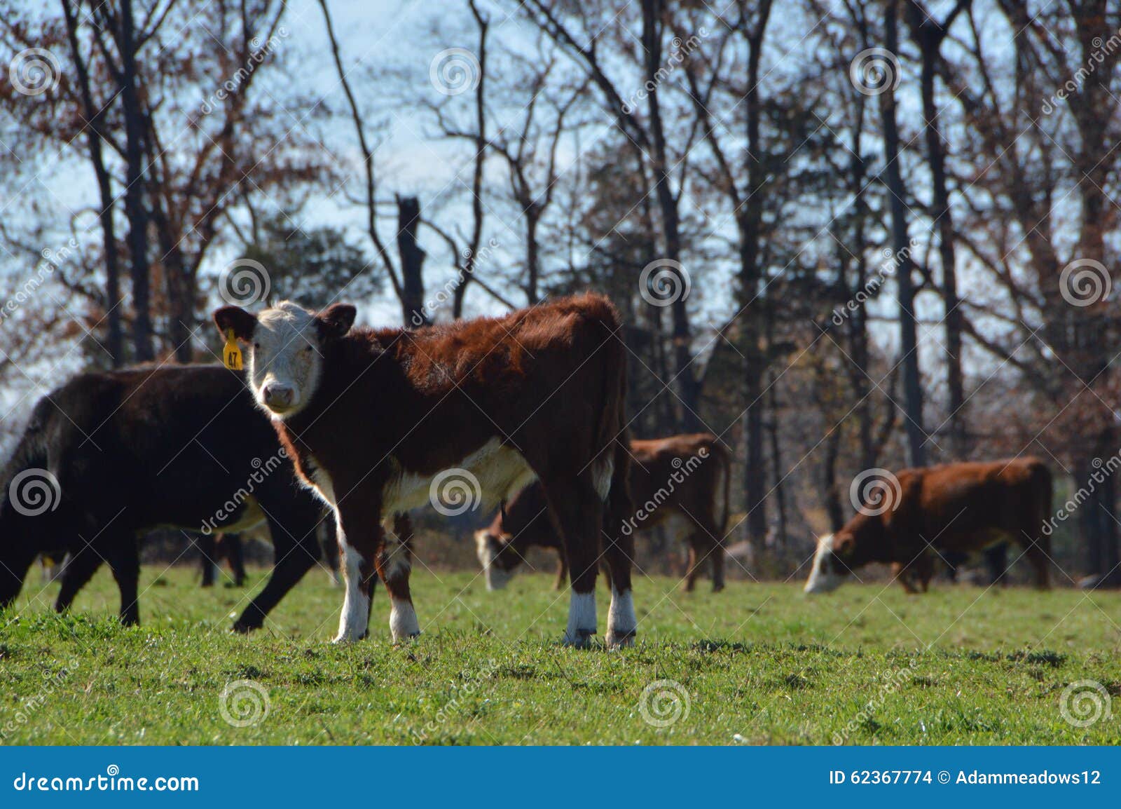 Small calf stock photo. Image of farming, small, farm - 62367774
