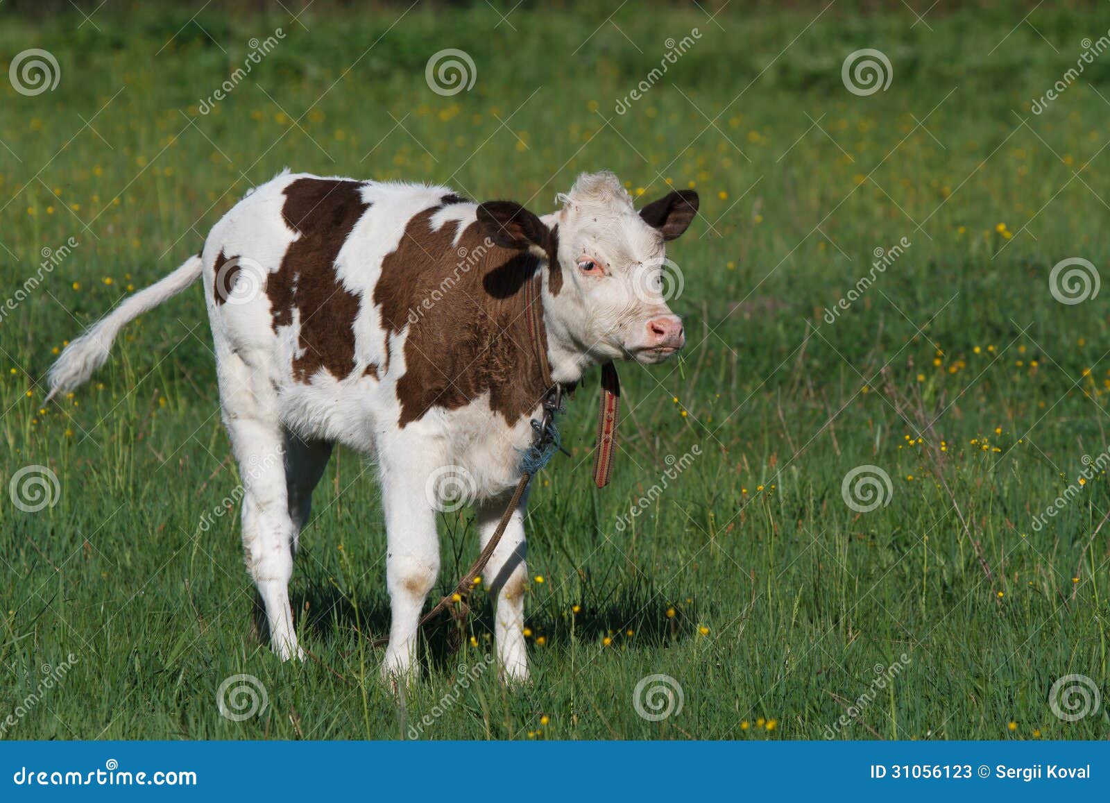 The Small Calf Is Taken Care Of In A Cow Farm,beautiful View Cow Calf ...