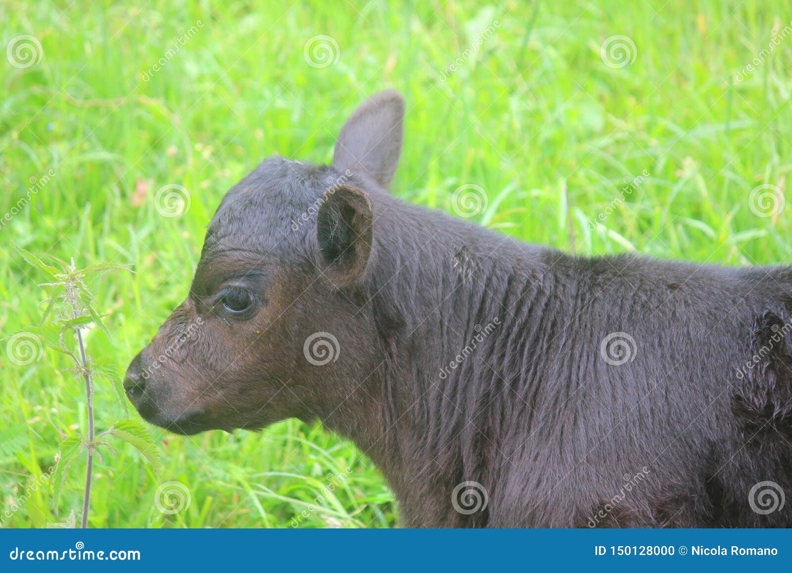 Small calf in the farm stock photo. Image of grass, nature - 150128000