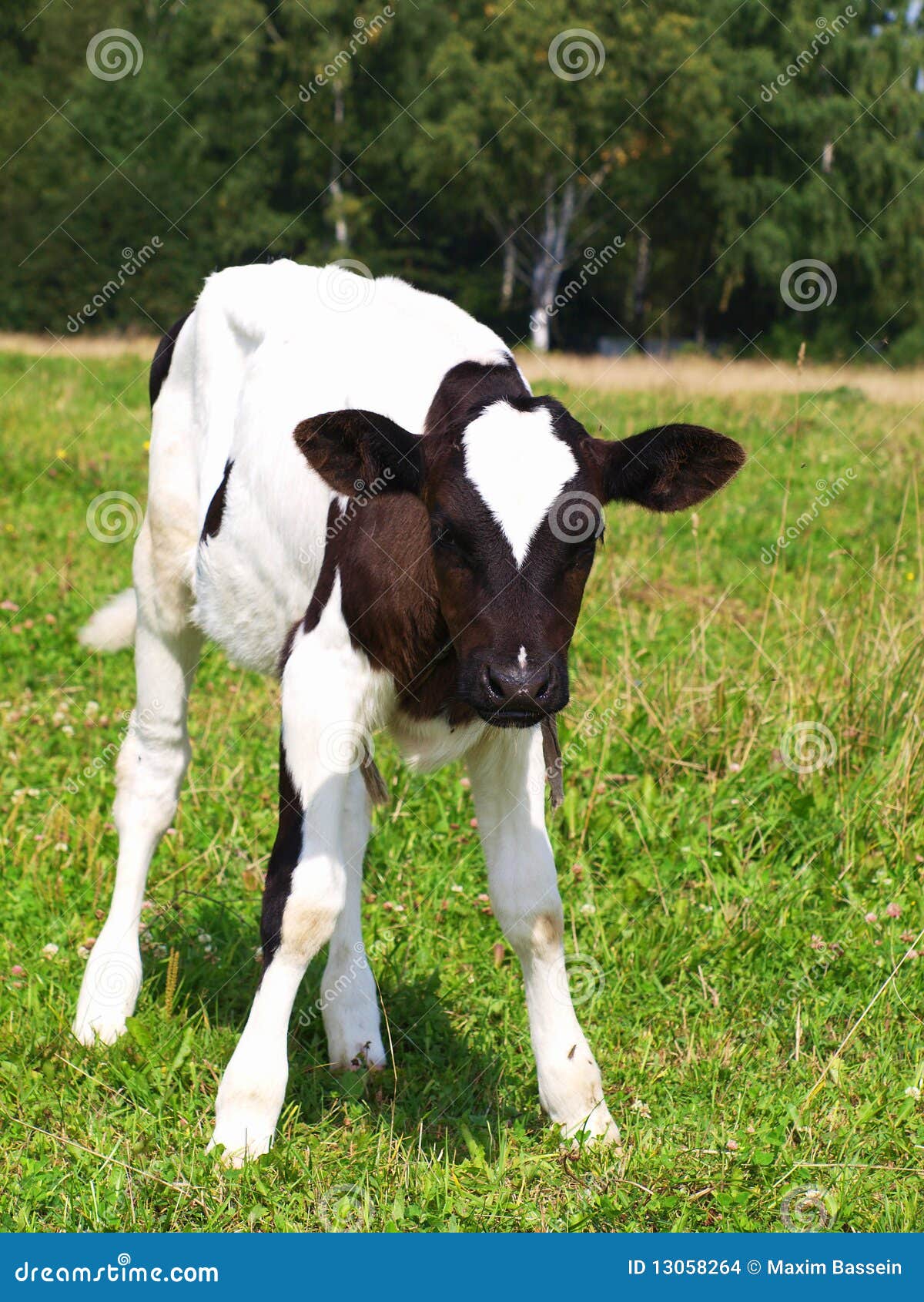 The small calf on a meadow stock photo. Image of country - 13058264
