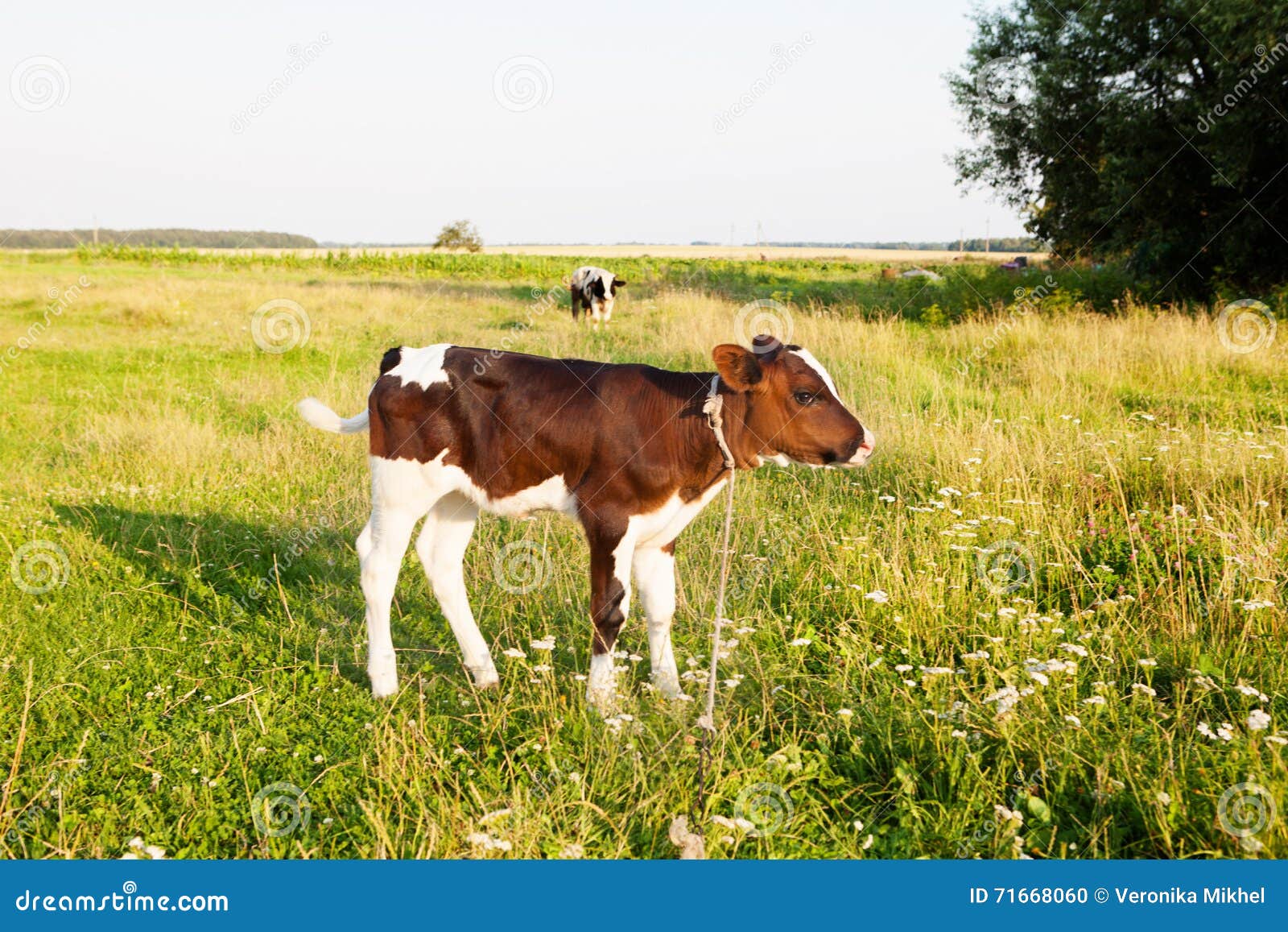 Small calf on the meadow stock photo. Image of brown - 71668060