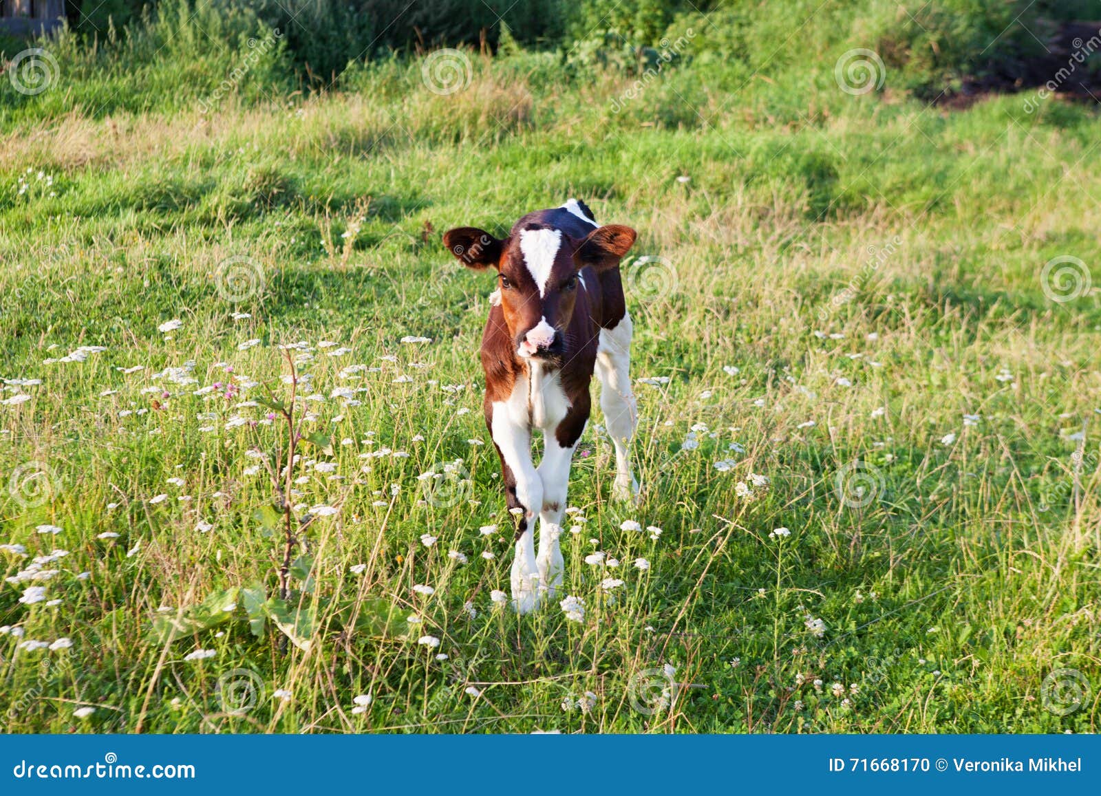 Small calf on the meadow stock photo. Image of black - 71668170