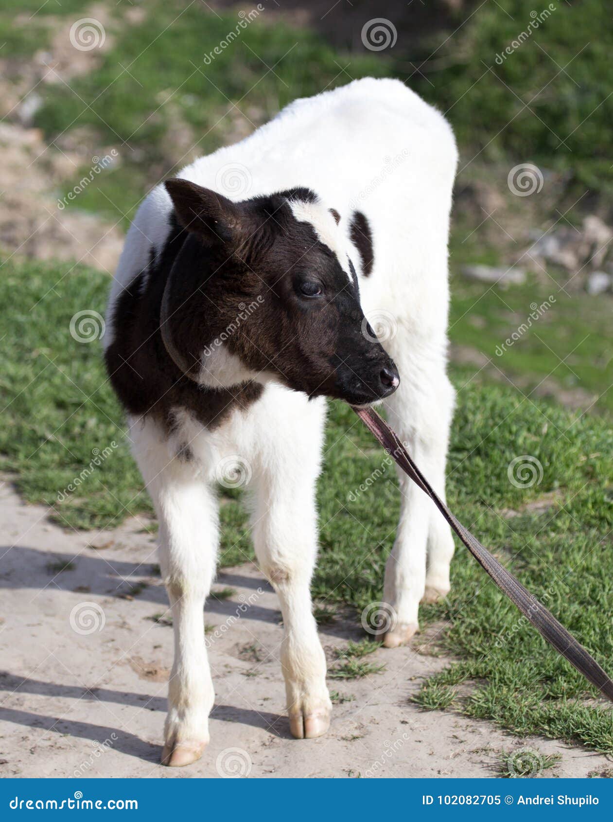 Small calf in nature stock image. Image of green, beautiful - 102082705