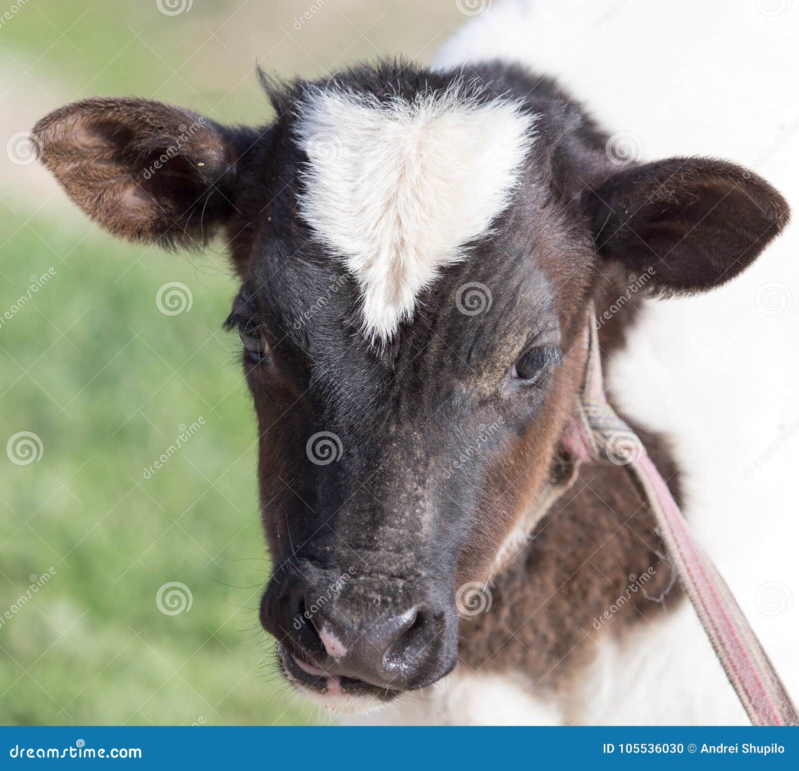 Small calf in nature stock photo. Image of little, child - 105536030