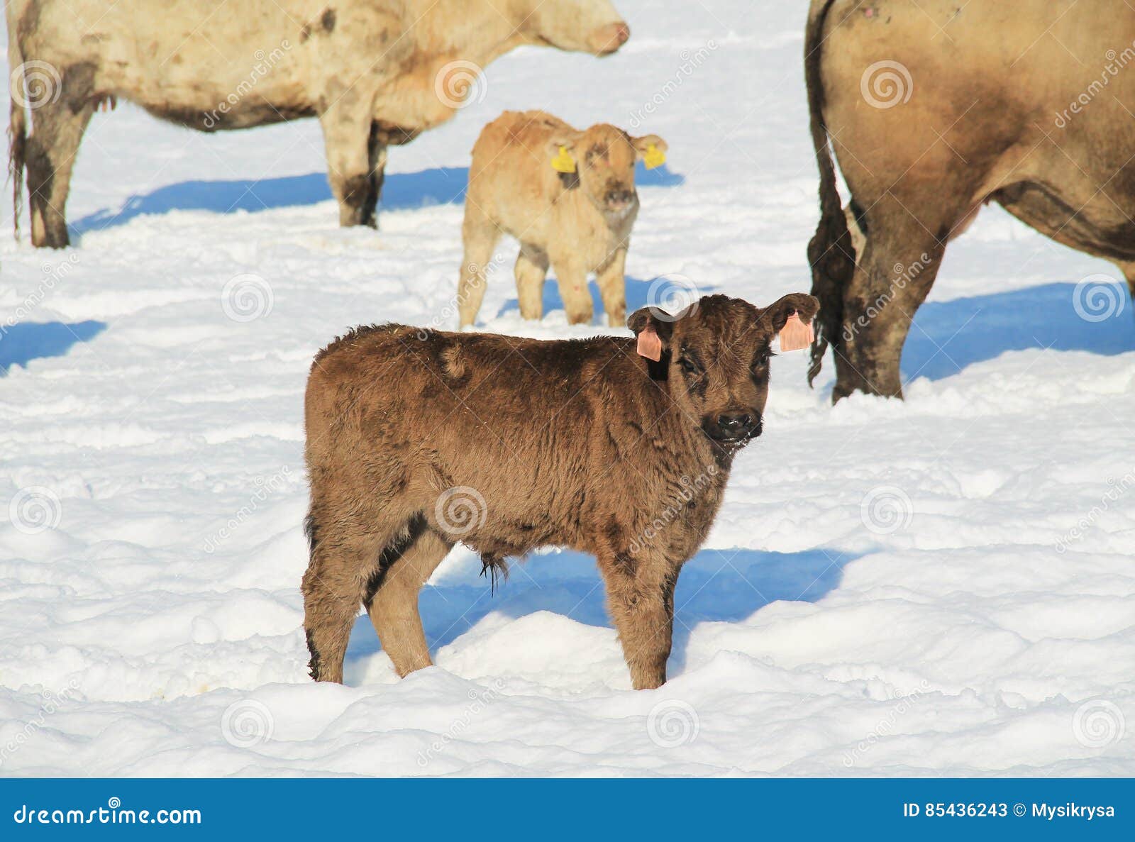 992 Fluffy Calf Stock Photos - Free & Royalty-Free Stock Photos from ...
