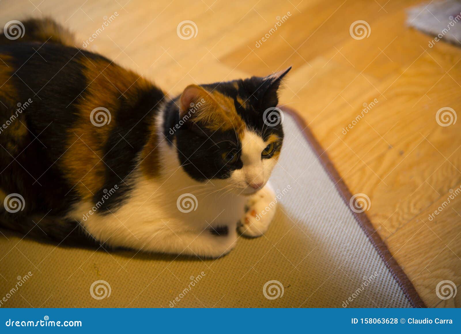 A Small Calico Cat with Its Colors Stock Photo - Image of close ...