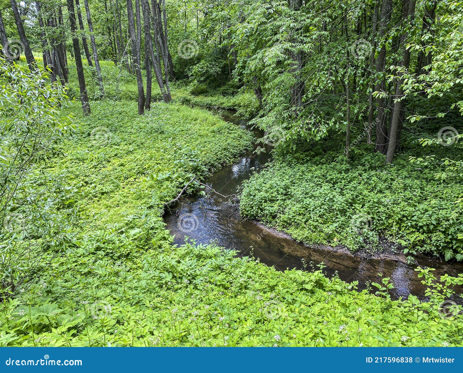 Small Calm Creek in the Green Forest. Summer Landscape Stock Photo ...