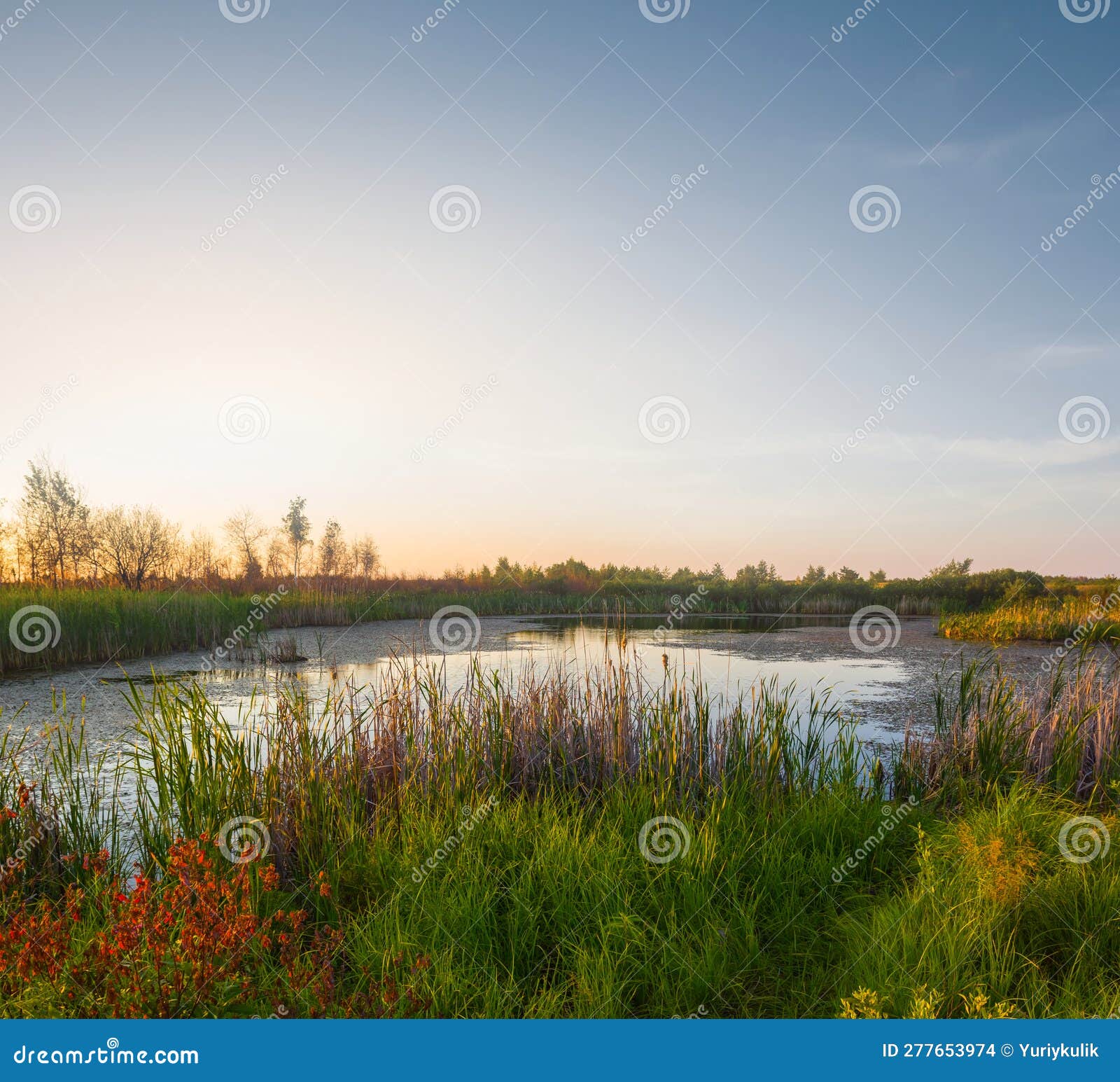 Calm Lake in Prairie at the Sunset Stock Photo - Image of bright, reed ...