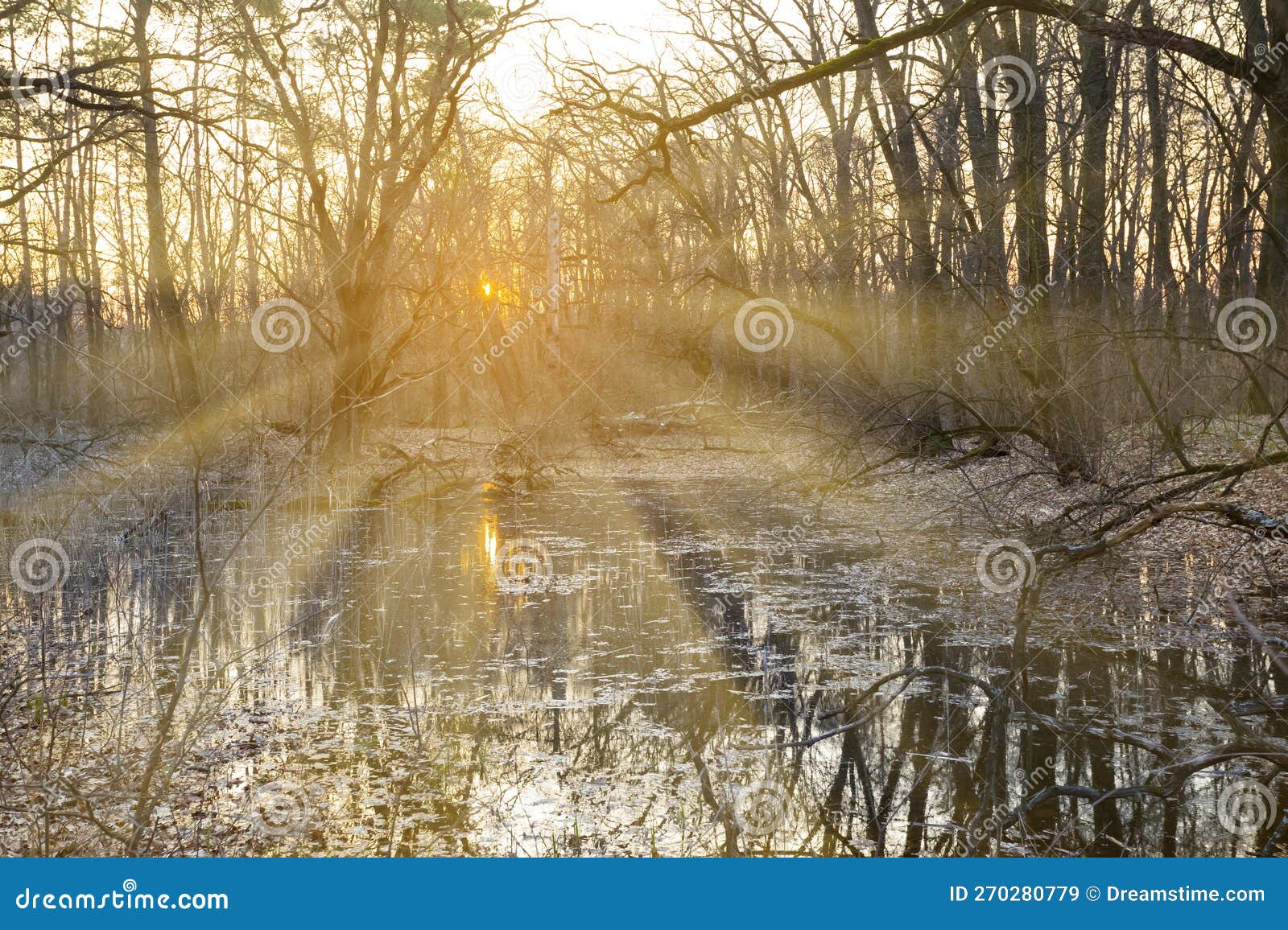 Calm Pond in the Forest at the Sunset Stock Image - Image of park ...