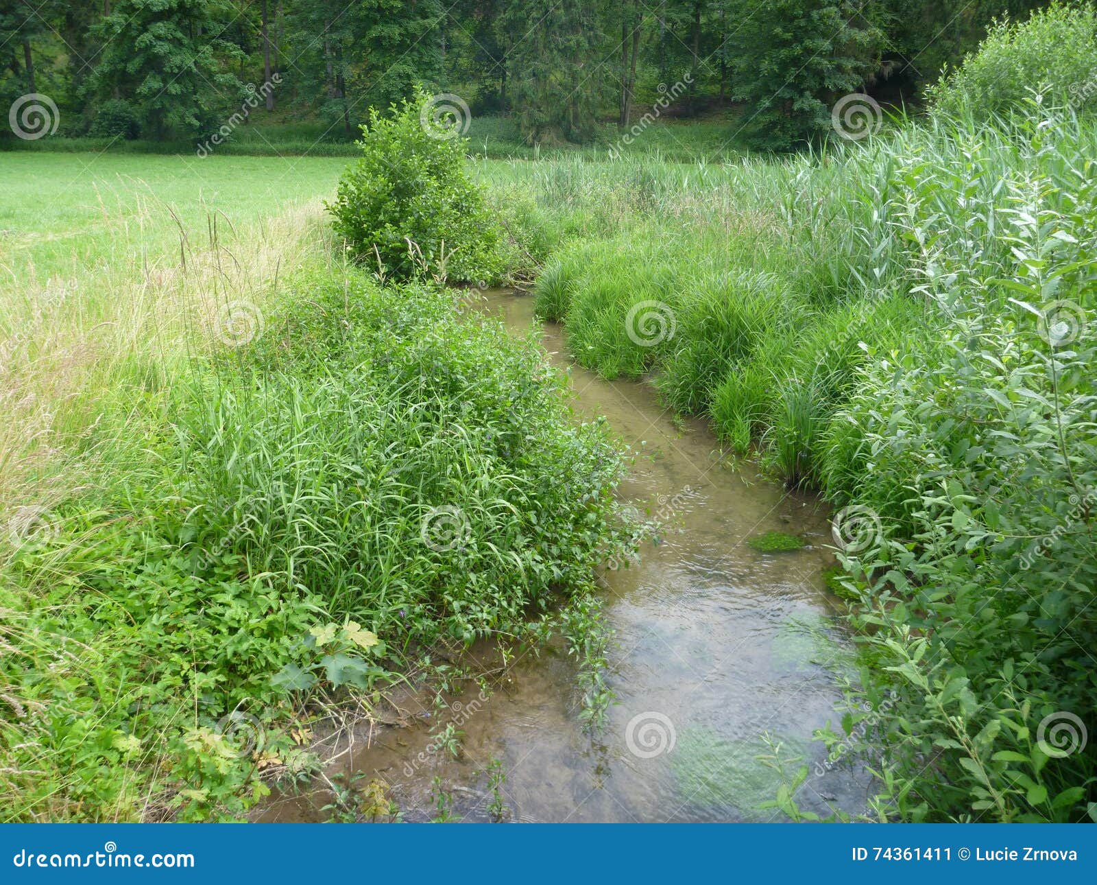 Small Calm Stream in a High Reed Ans Grass Stock Image - Image of ...