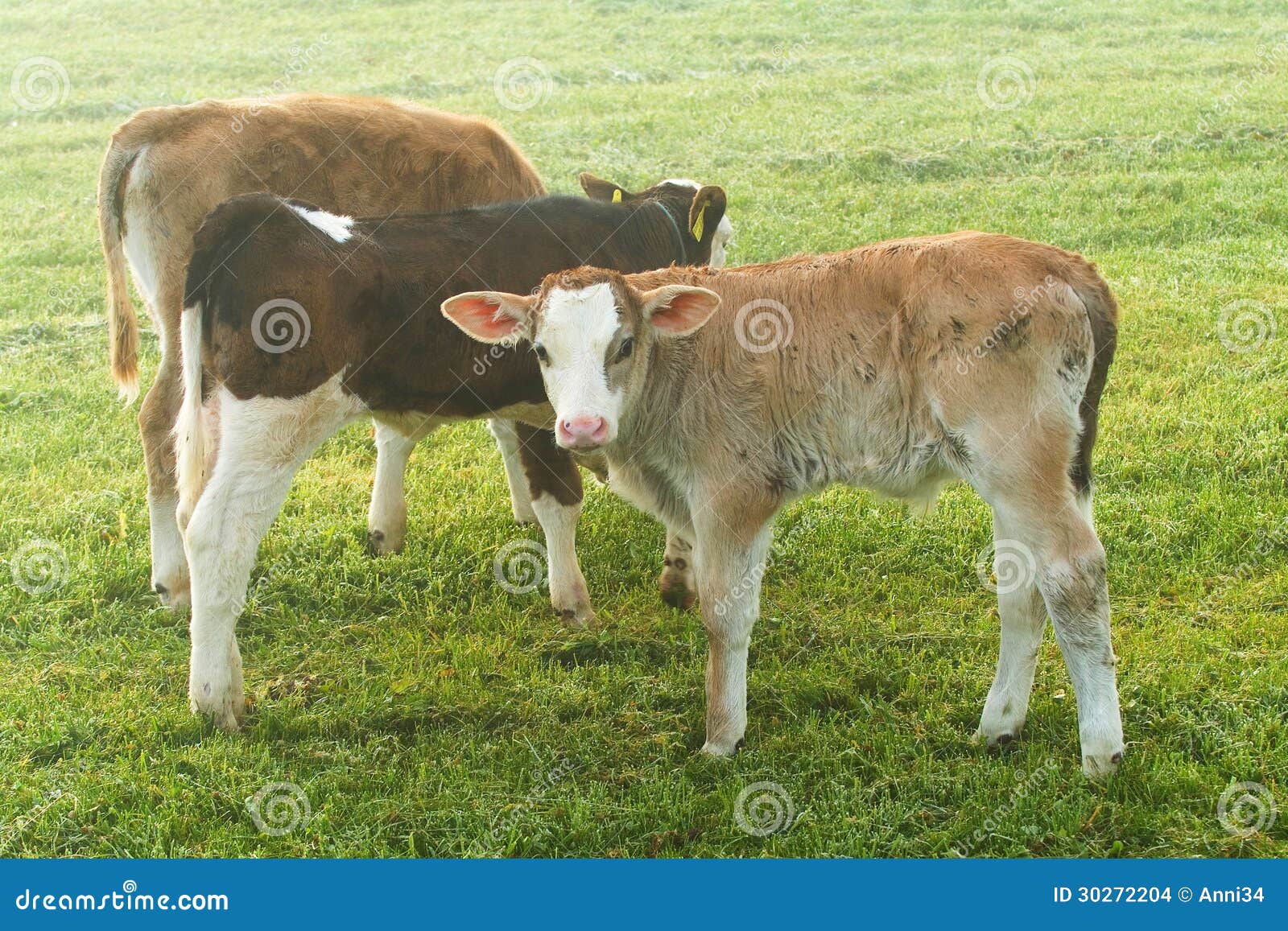 Young calfes on meadow stock photo. Image of farm, agriculture - 30272204