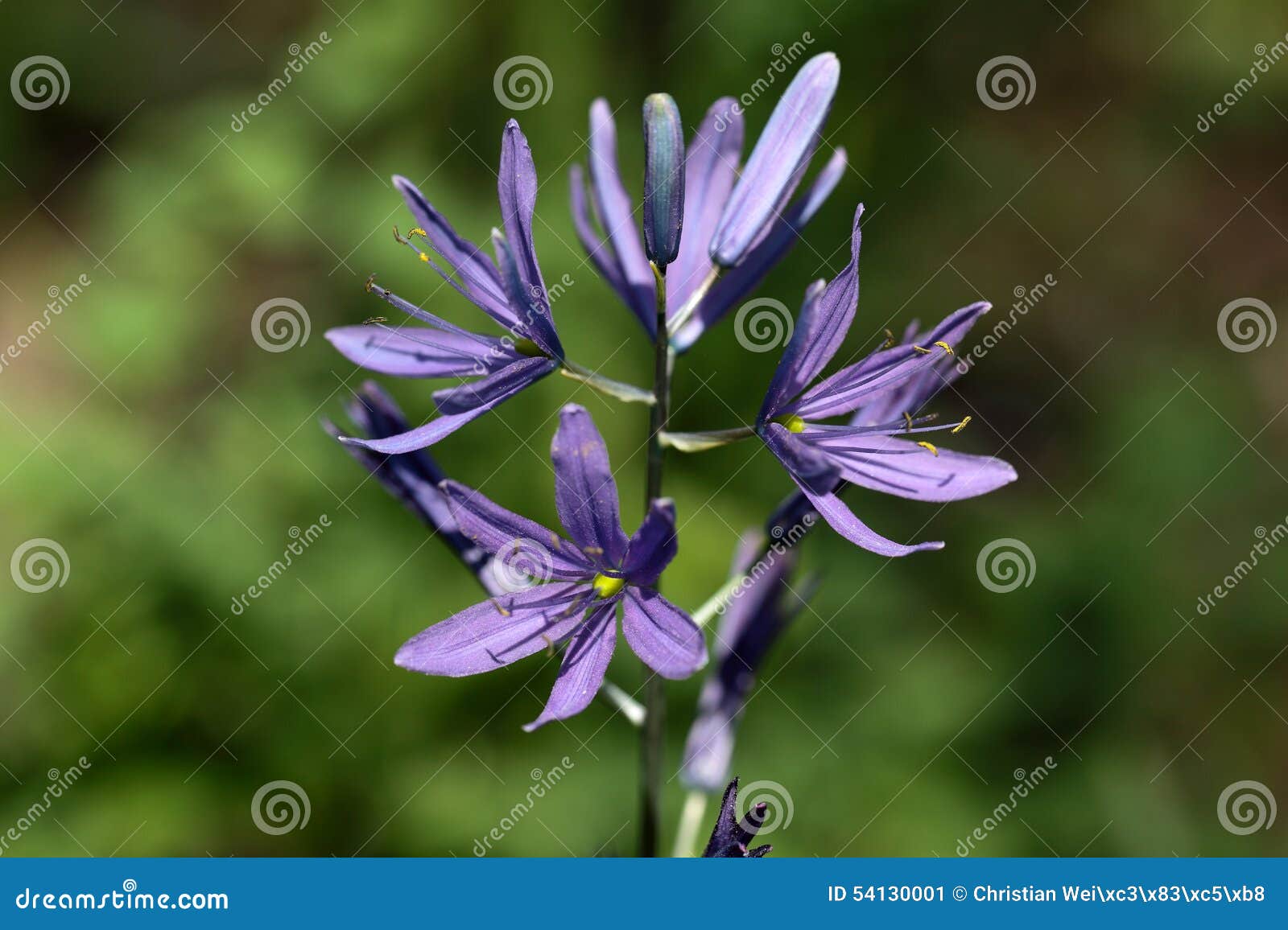 Small Camas Flower stock image. Image of floral, flora - 54130001