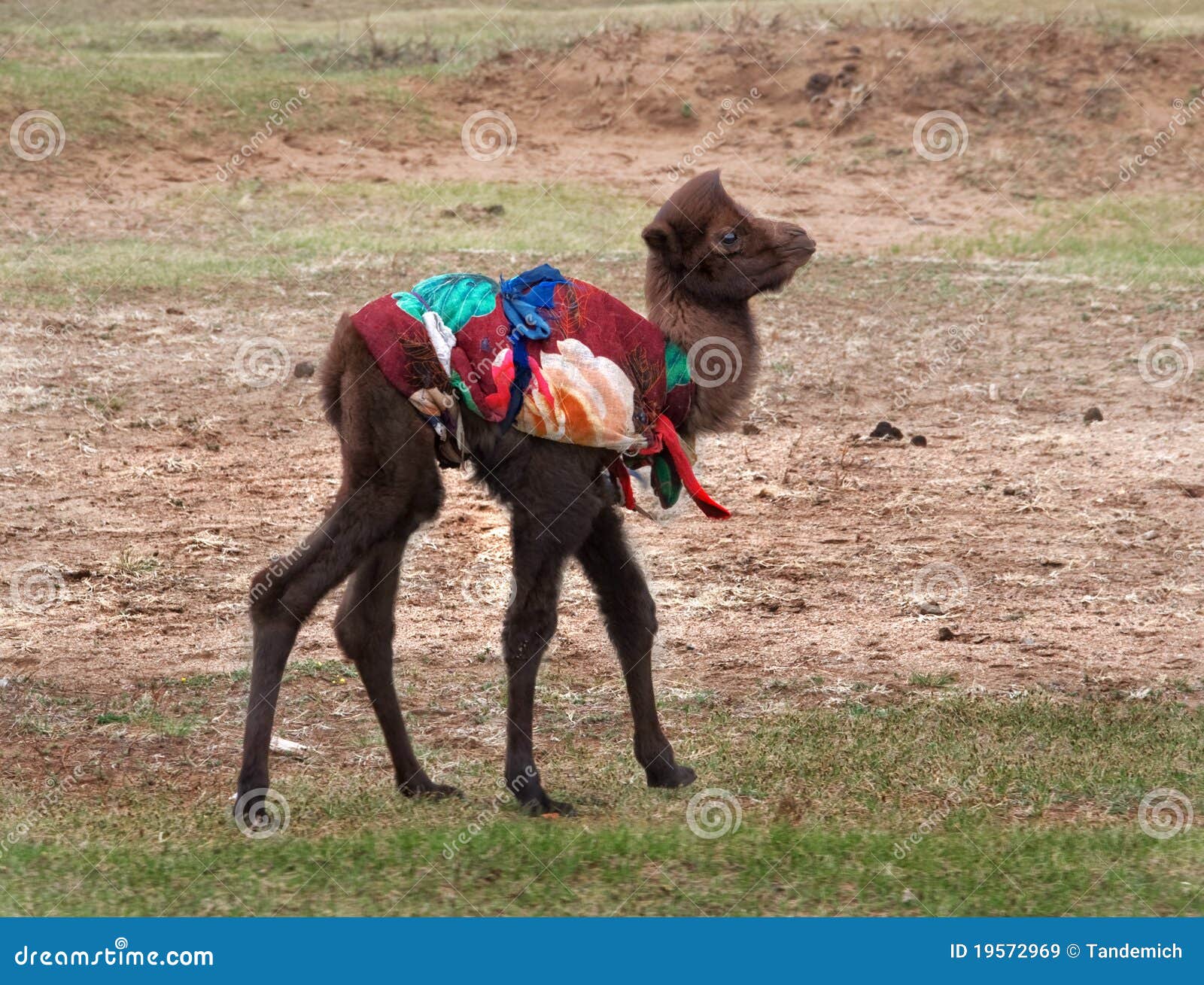 Small camel stock image. Image of island, small, brown - 19572969
