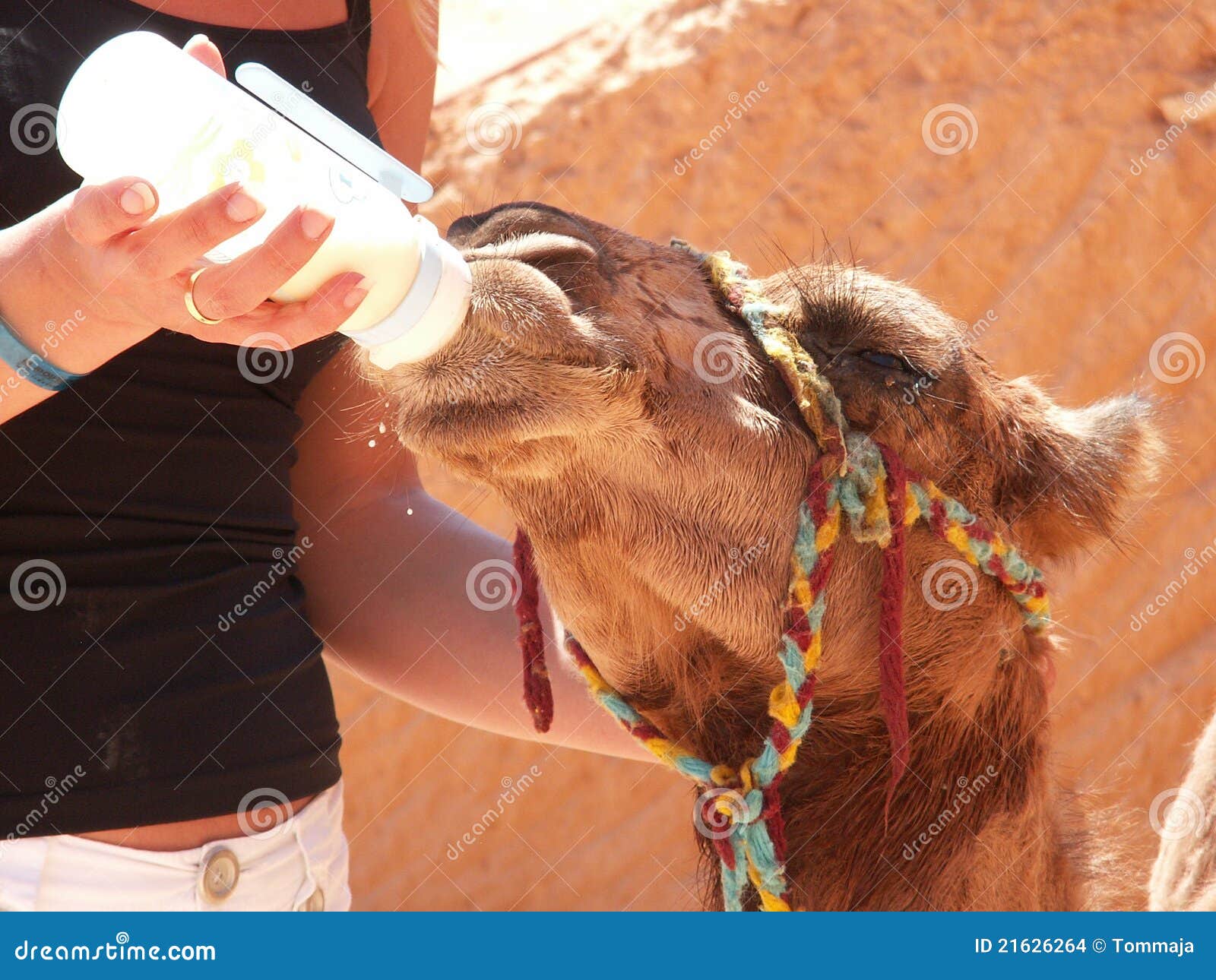 Small camel stock photo. Image of muzzle, sweet, small - 21626264