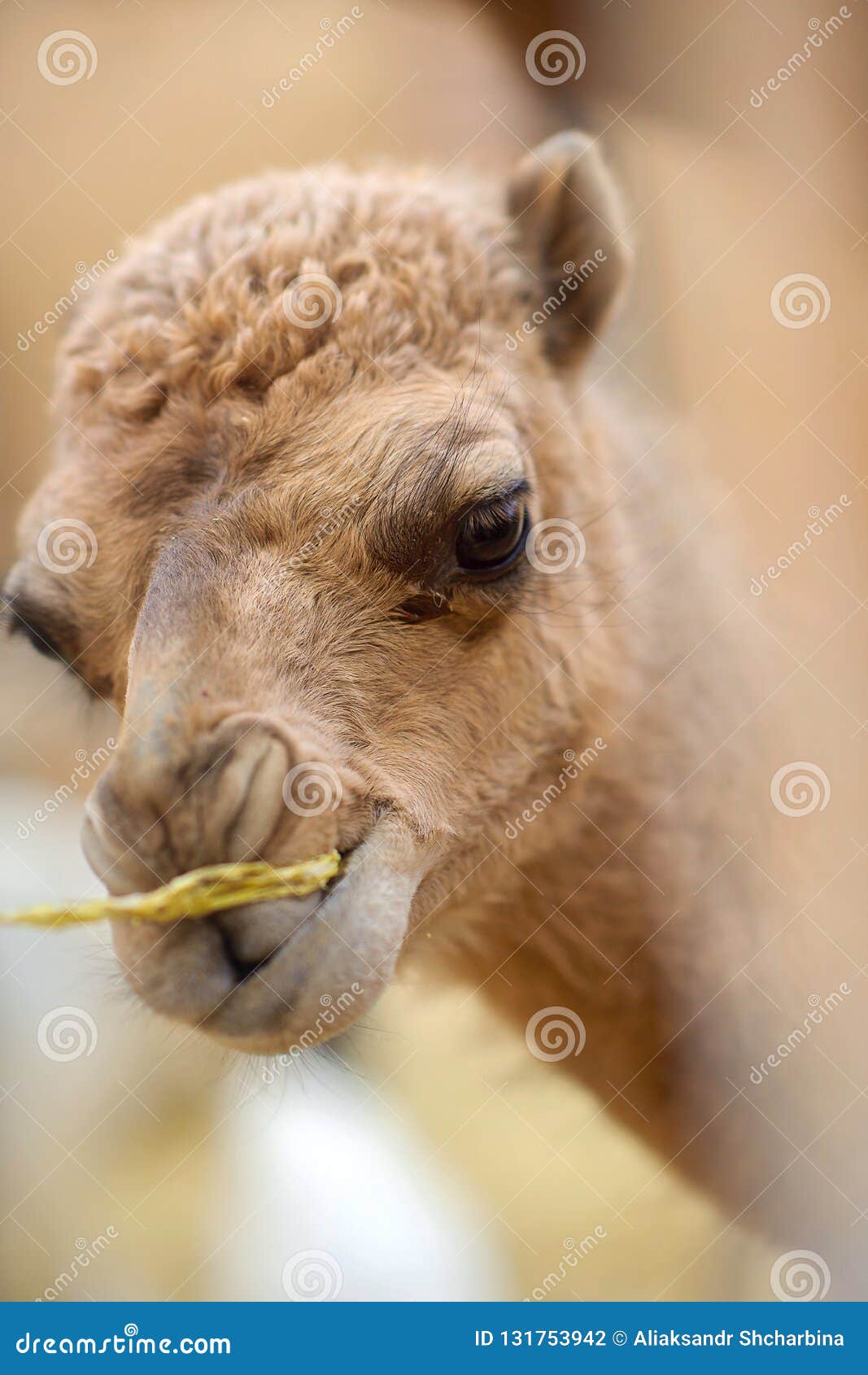 A small camel chews hay stock photo. Image of golden - 131753942