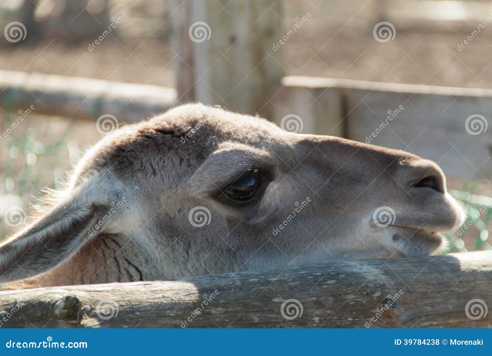 Small camel stock photo. Image of nature, young, small - 39784238
