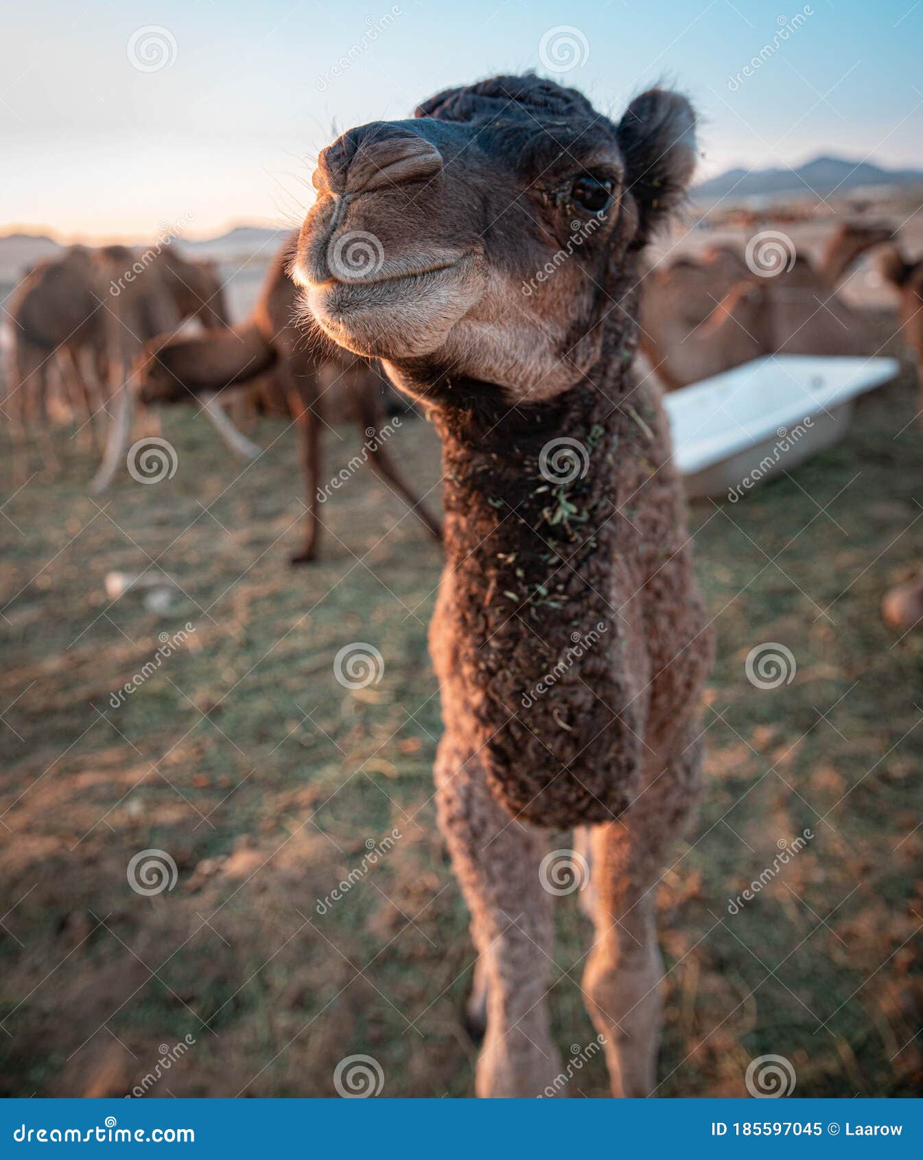 Small Camel (Hashi) in the Barn in the Kingdom of Saudi Arabia. Stock ...