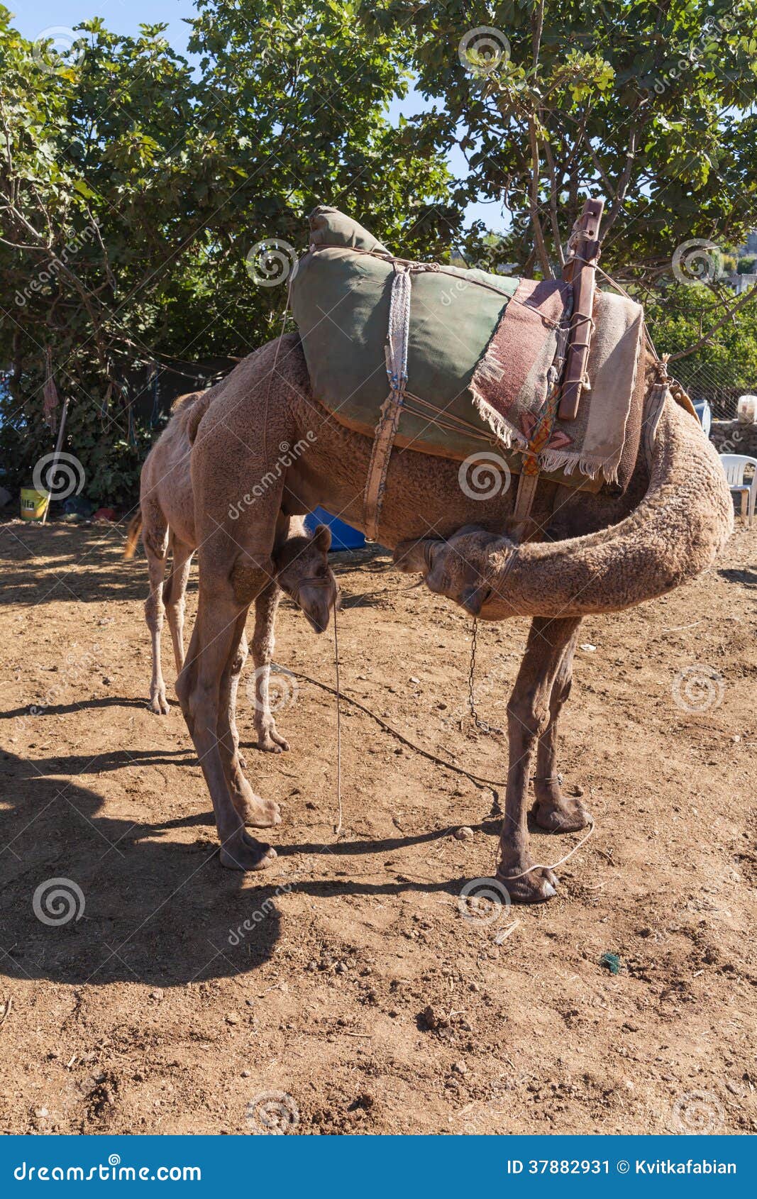 Small Camel with Her Mother Stock Image - Image of oriental, hump: 37882931