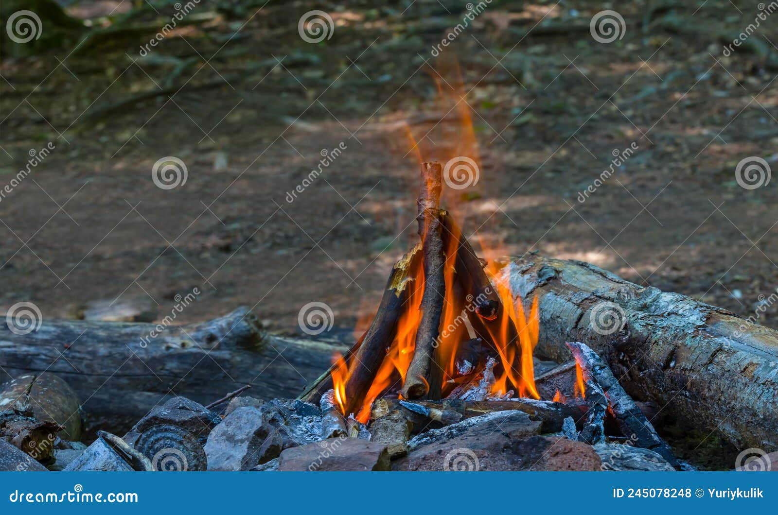 Small camp fire in forest stock photo. Image of brushwood - 245078248