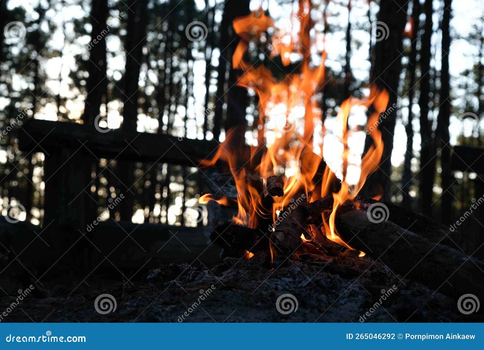 Small Campfire with Smoke of Burning Pine Logs in the Forest. Burning ...