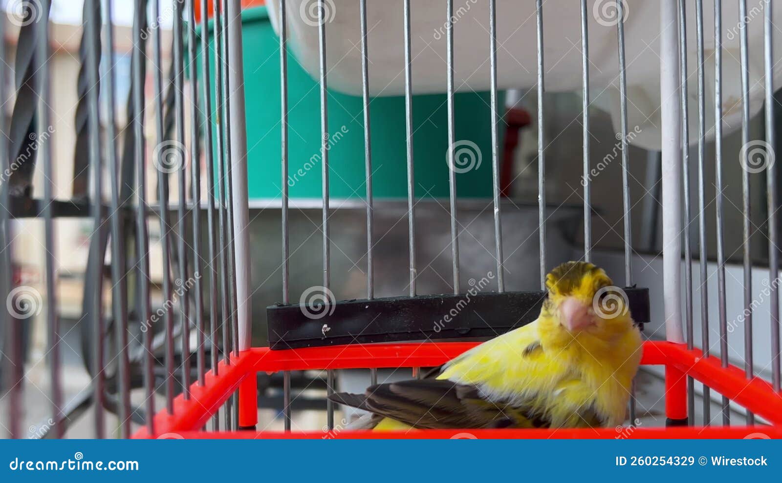 Small Canary Bird Inside a Cage Stock Video - Video of bird, africa ...