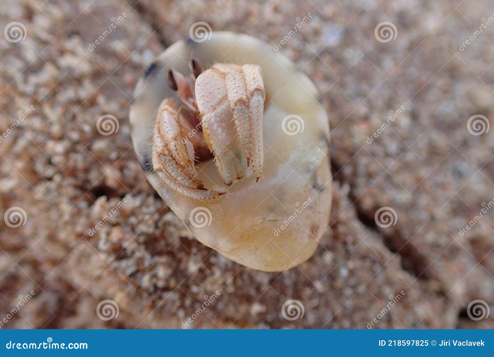 Small Cancer Crab in the Shell Stock Image - Image of shellfish, marine ...