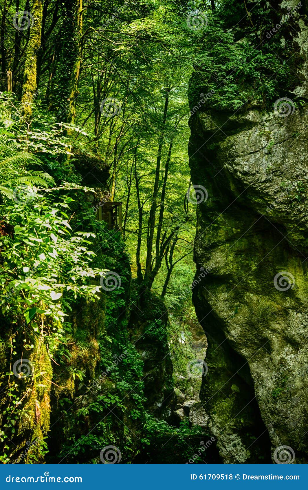 A Small Canyon in the Forest Stock Photo - Image of creek, exploration ...