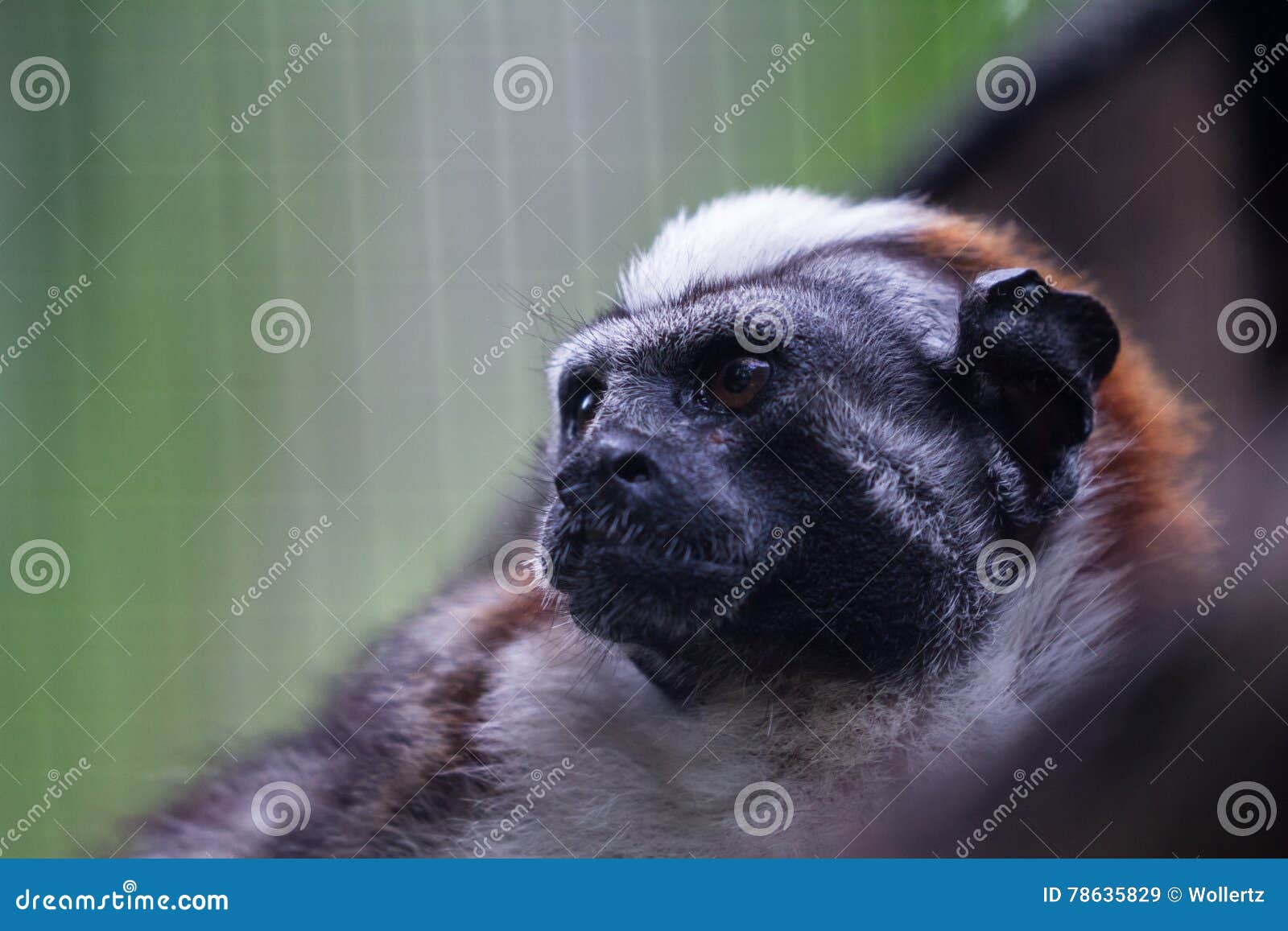 Small captured monkey stock image. Image of living, active - 78635829