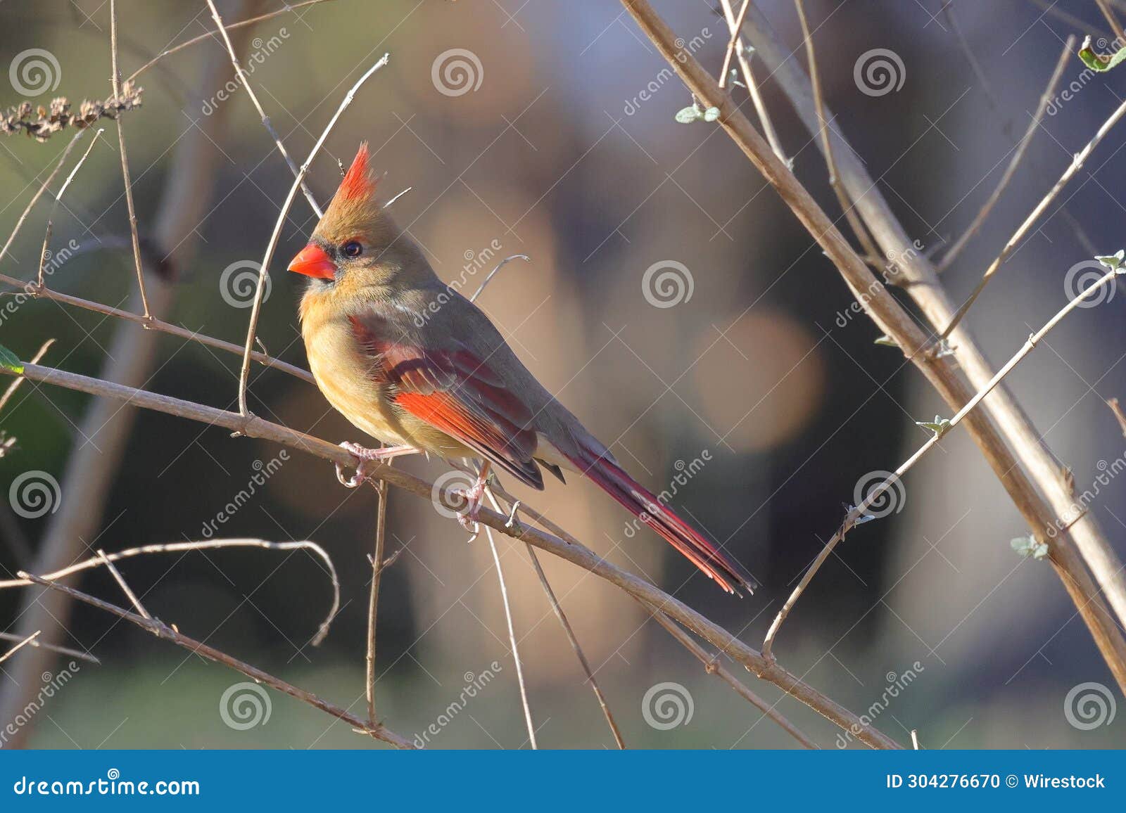 A Small Cardinal Bird Perches on a Twig in a Tree Stock Photo - Image ...