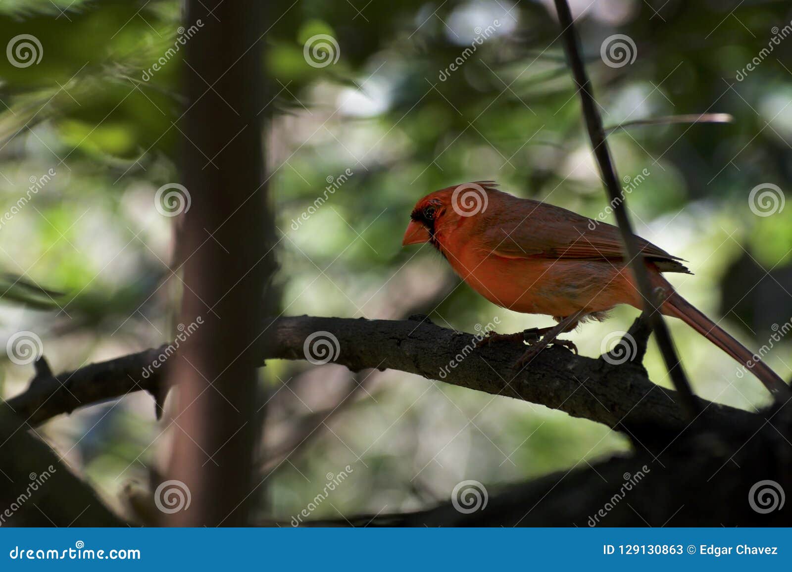 Small Cardinal Bird Sitting on a Branch Stock Image - Image of cardinal ...
