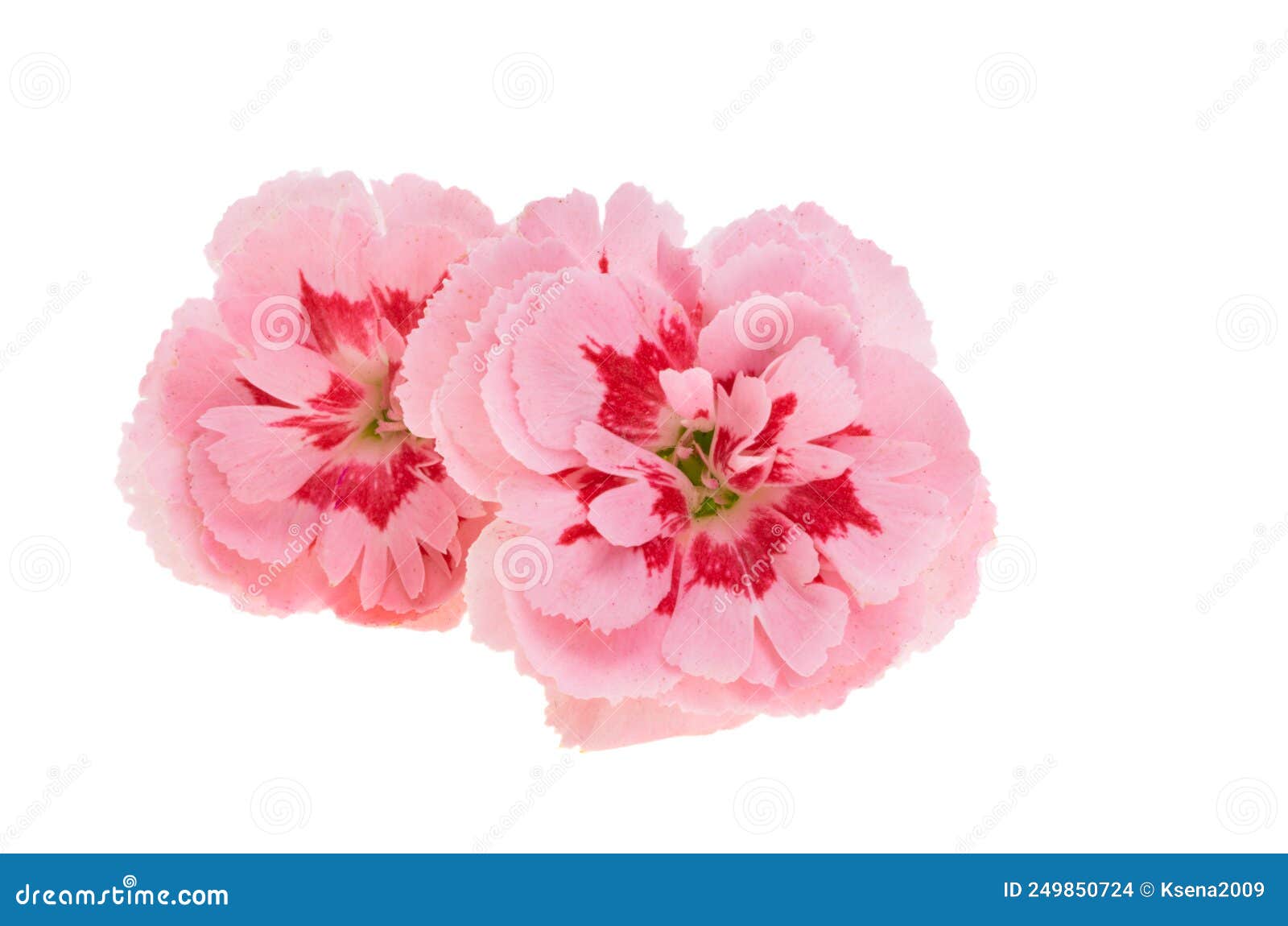 Small carnation isolated stock photo. Image of ornamental - 249850724
