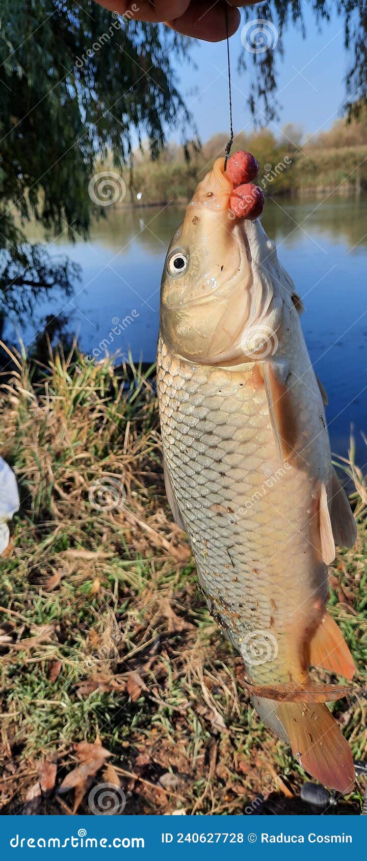 Small carp of Danube stock photo. Image of animal, fish - 240627728