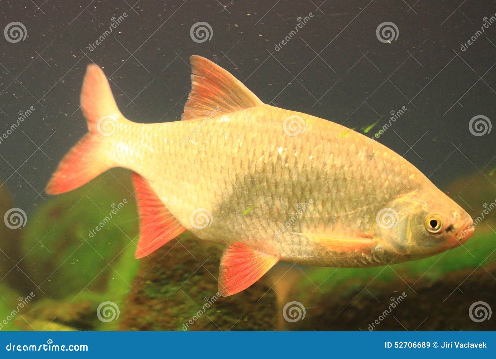 Small carp fish stock image. Image of bream, activity - 52706689
