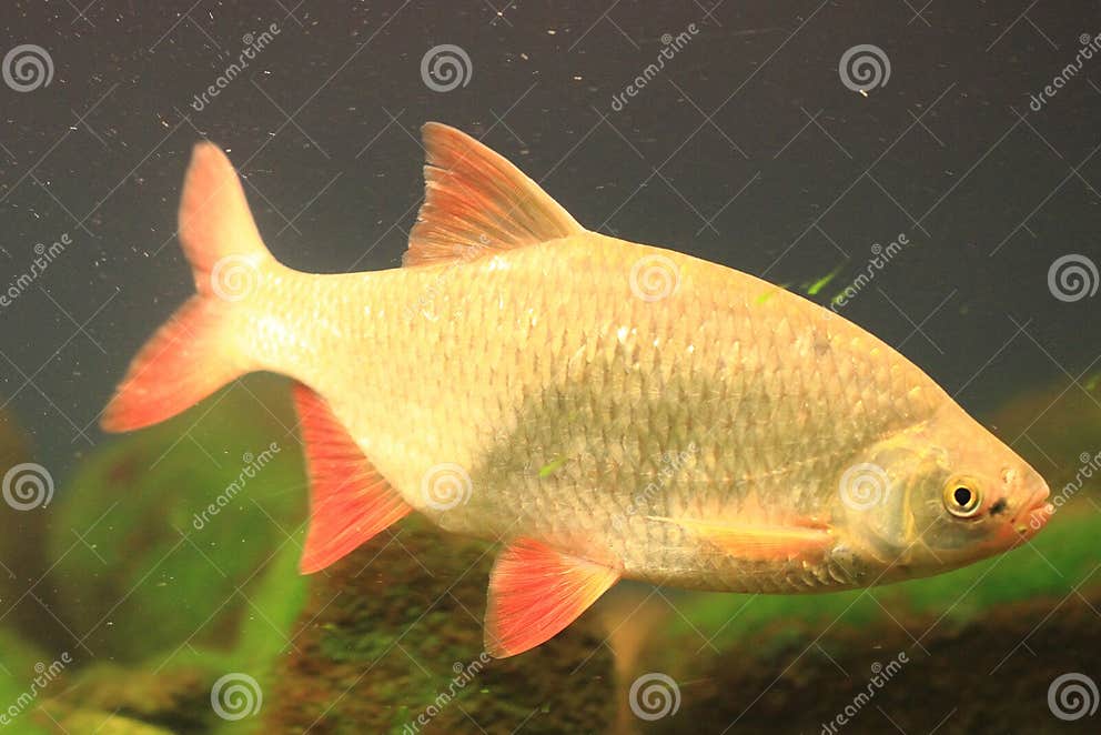 Small carp fish stock image. Image of bream, activity - 52706689