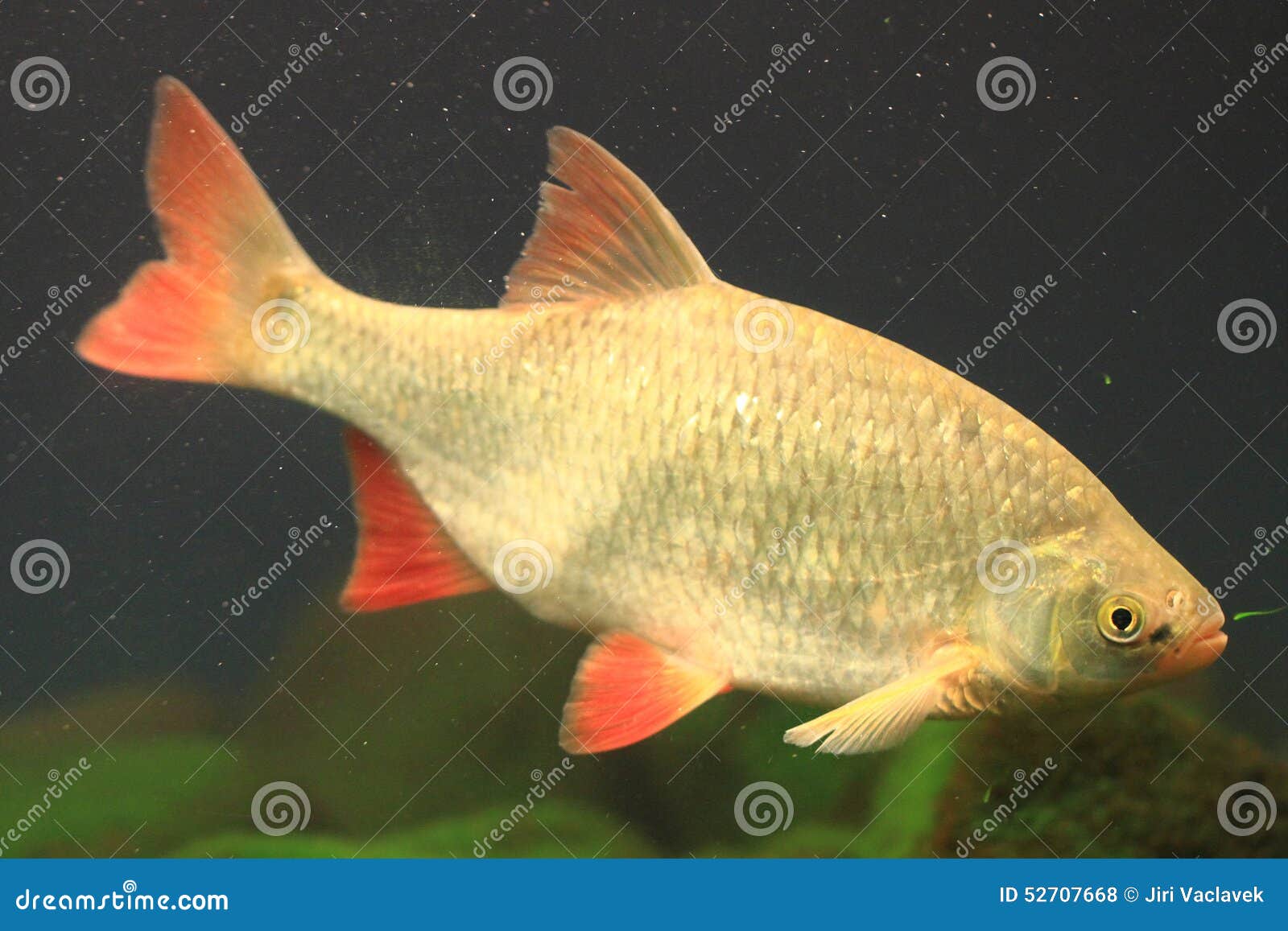 Small carp fish stock photo. Image of fresh, wildlife - 52707668